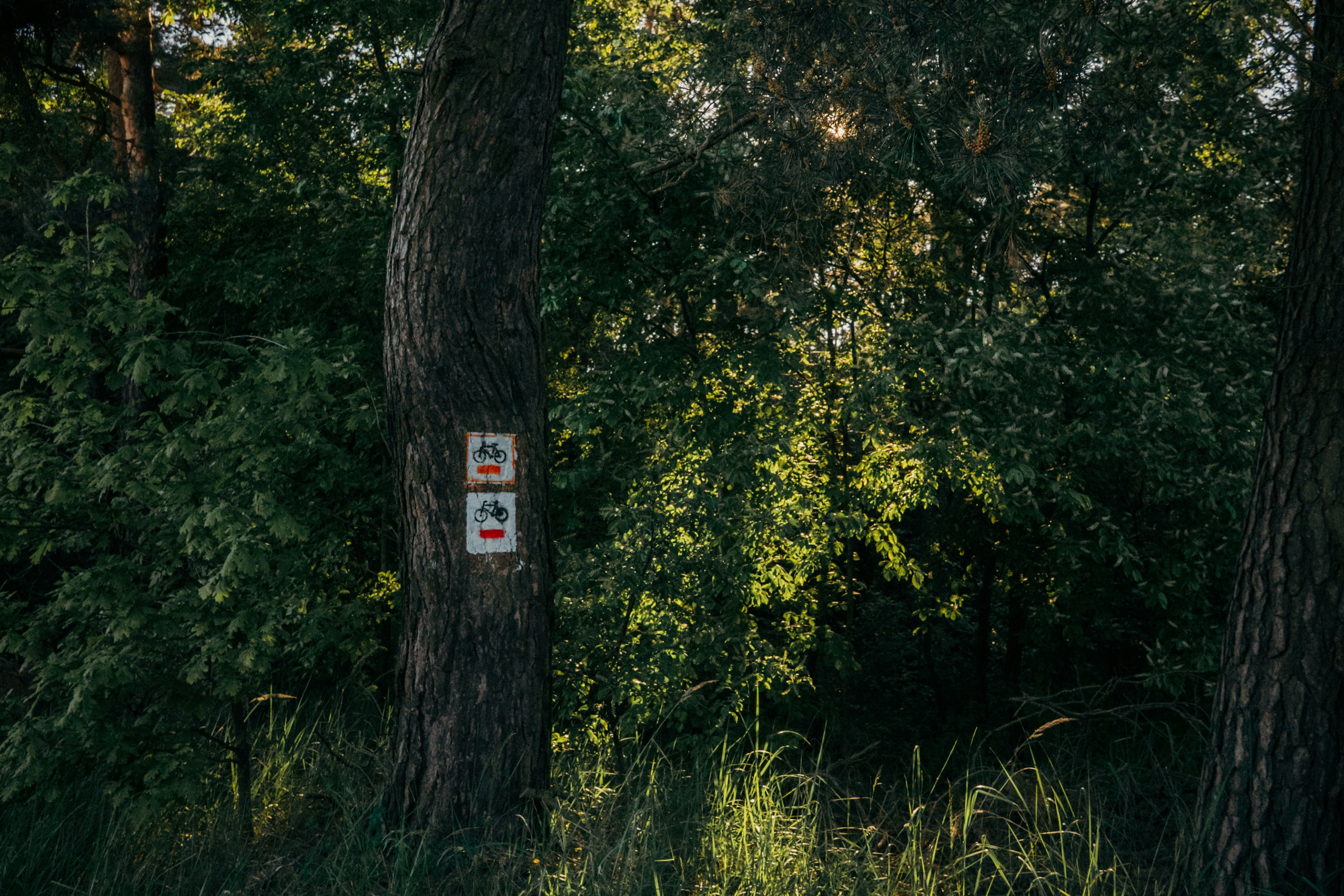Tree trunks with warning sign in dappled forest light
