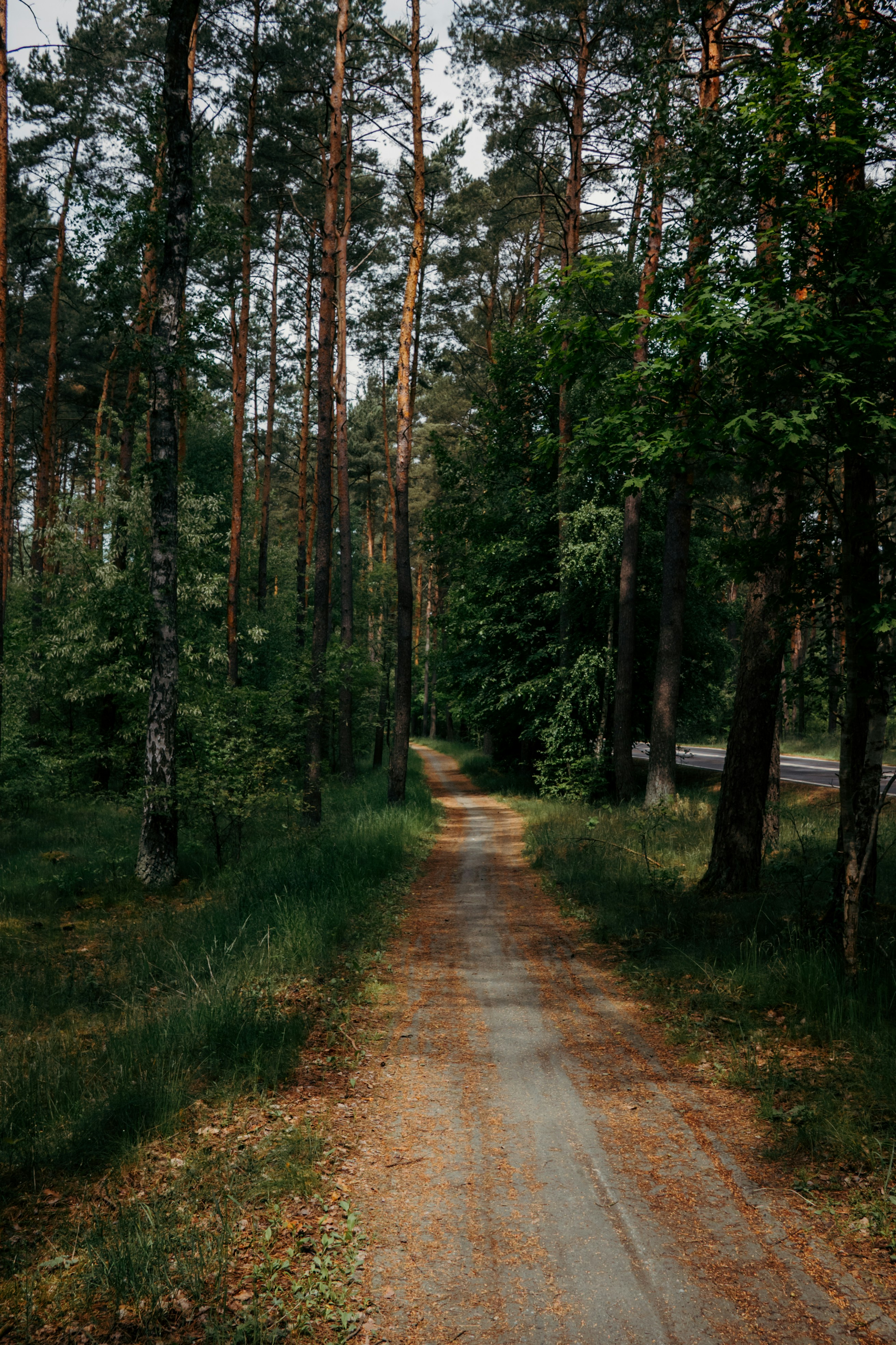 Sunlit Path Through Quiet Pines