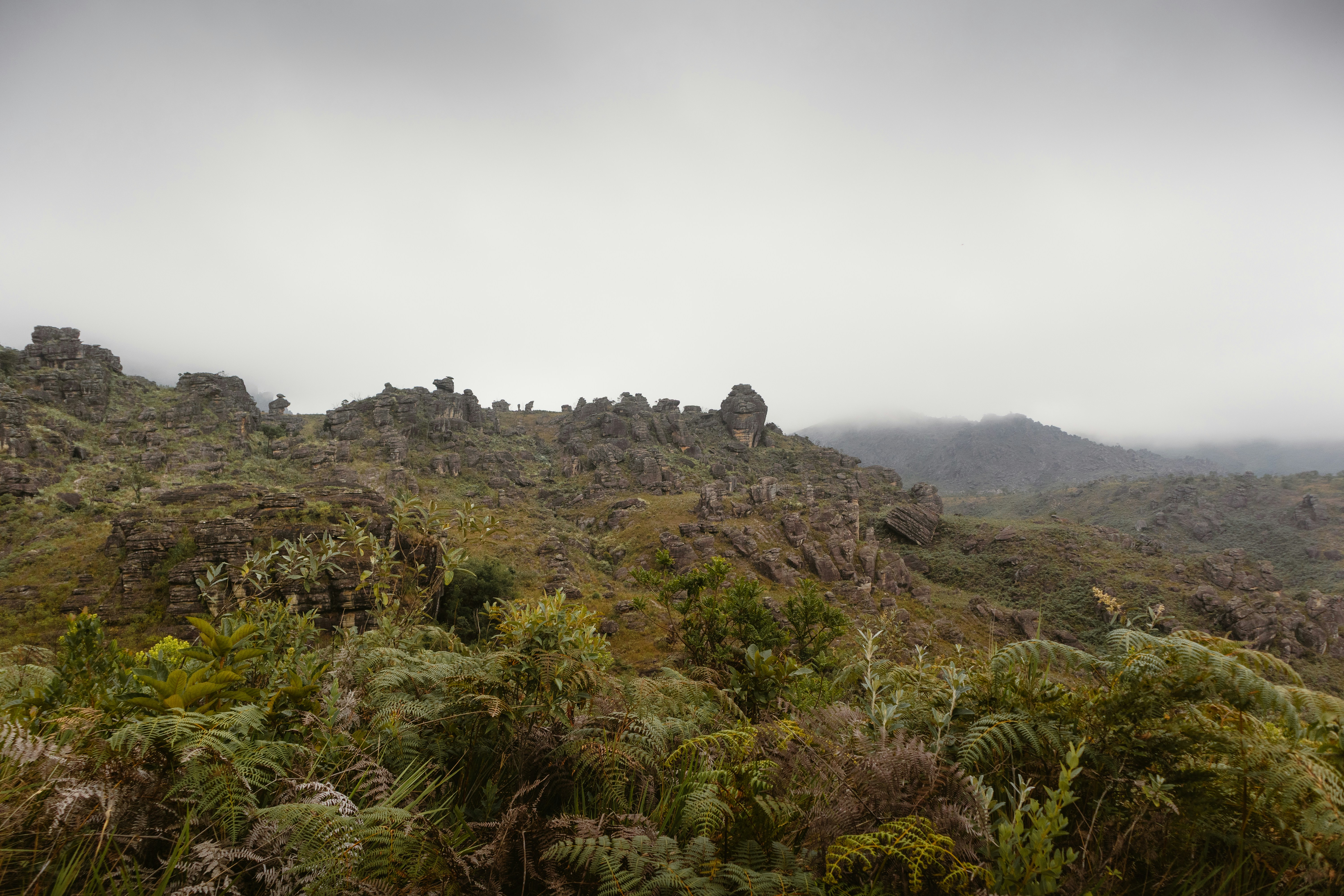 Misty Ridge Overgrowth: Ferns and Weathered Rocks