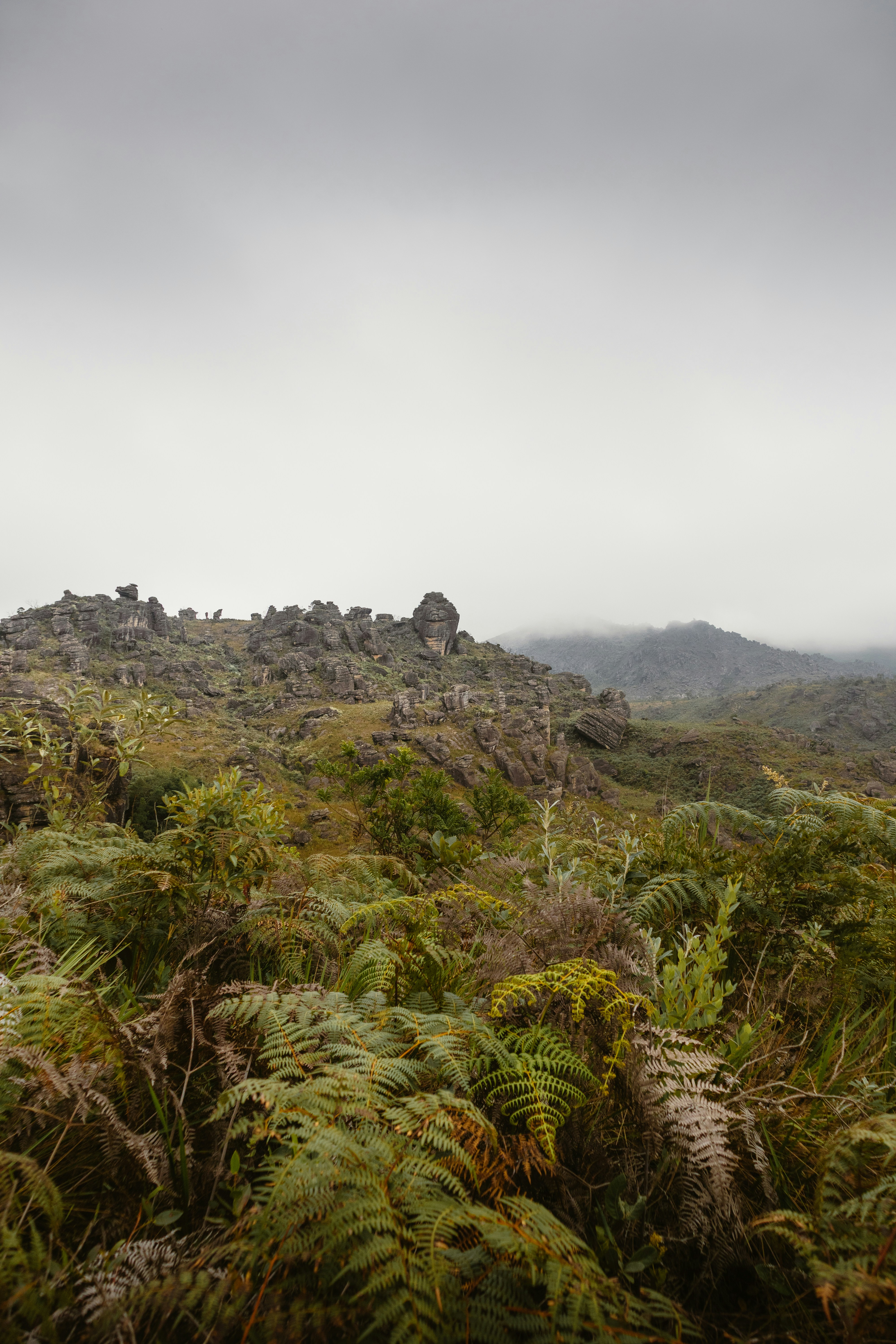 Mist over the Moor: Ferns and Rocks at Dawn
