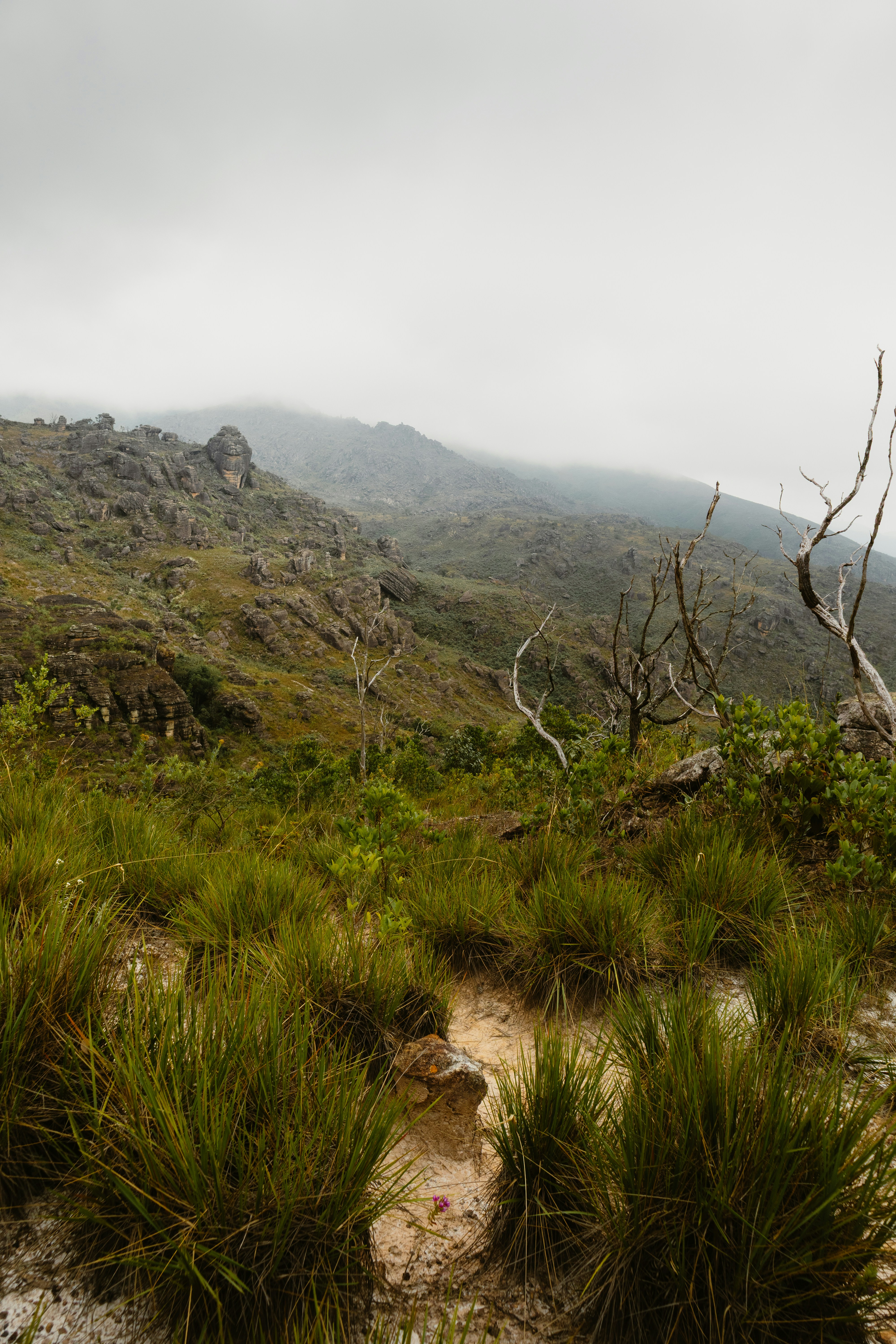 Mist over rugged ridge: windswept scrub and gnarled trees in a highland basin