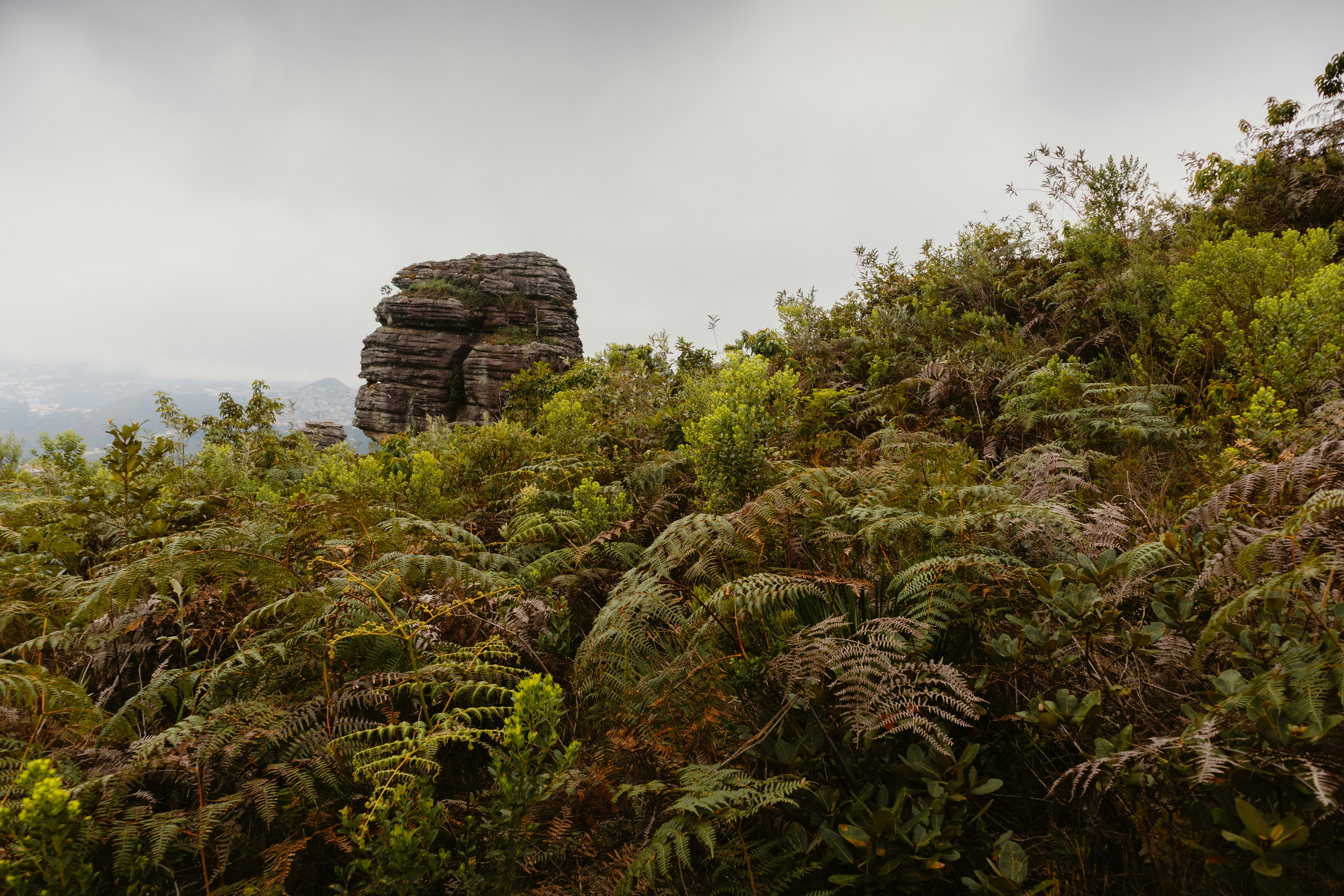 Lonely Rock Among Ferns