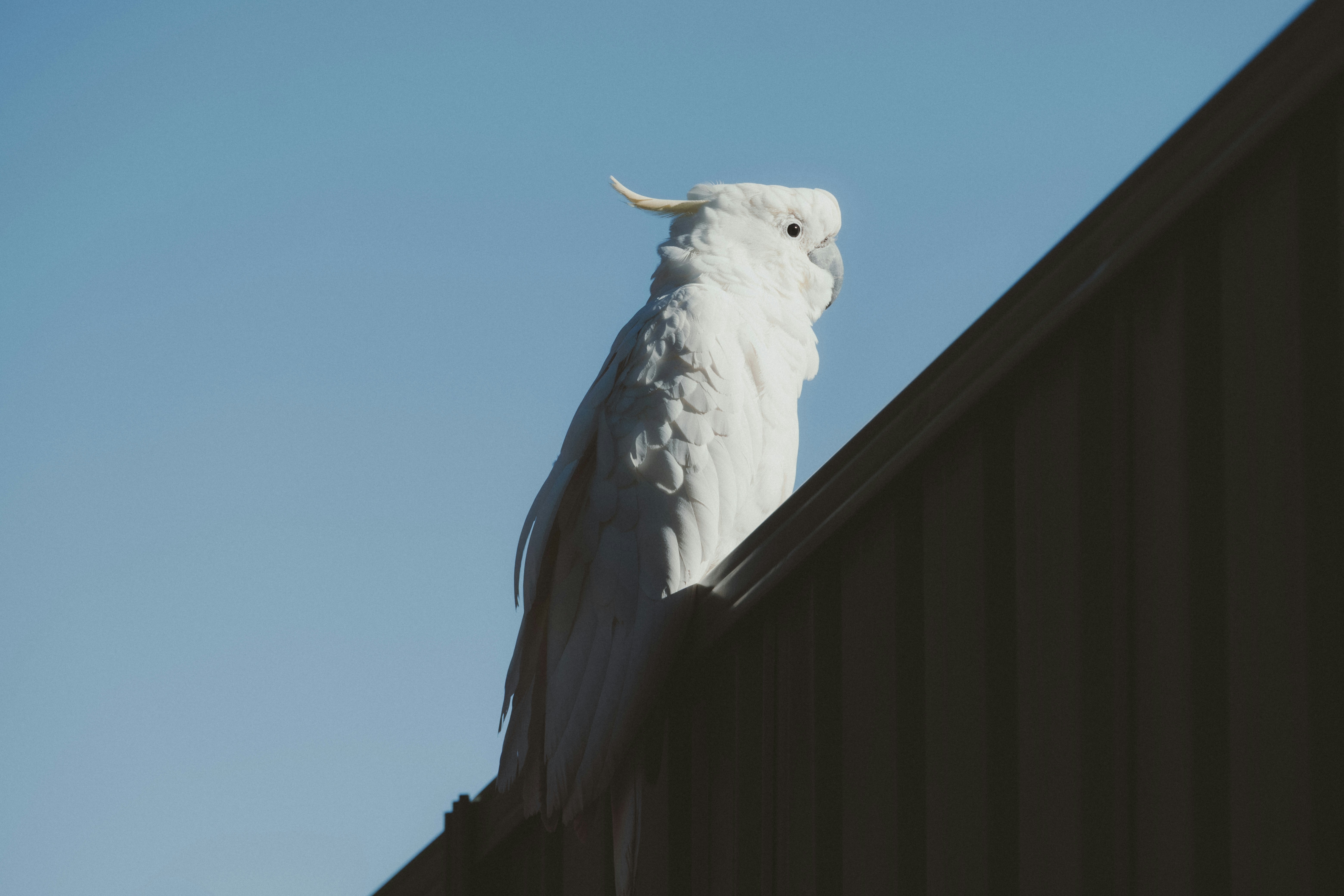 White Cockatiel Perched Along a Sloped Roof at Dusk Blue