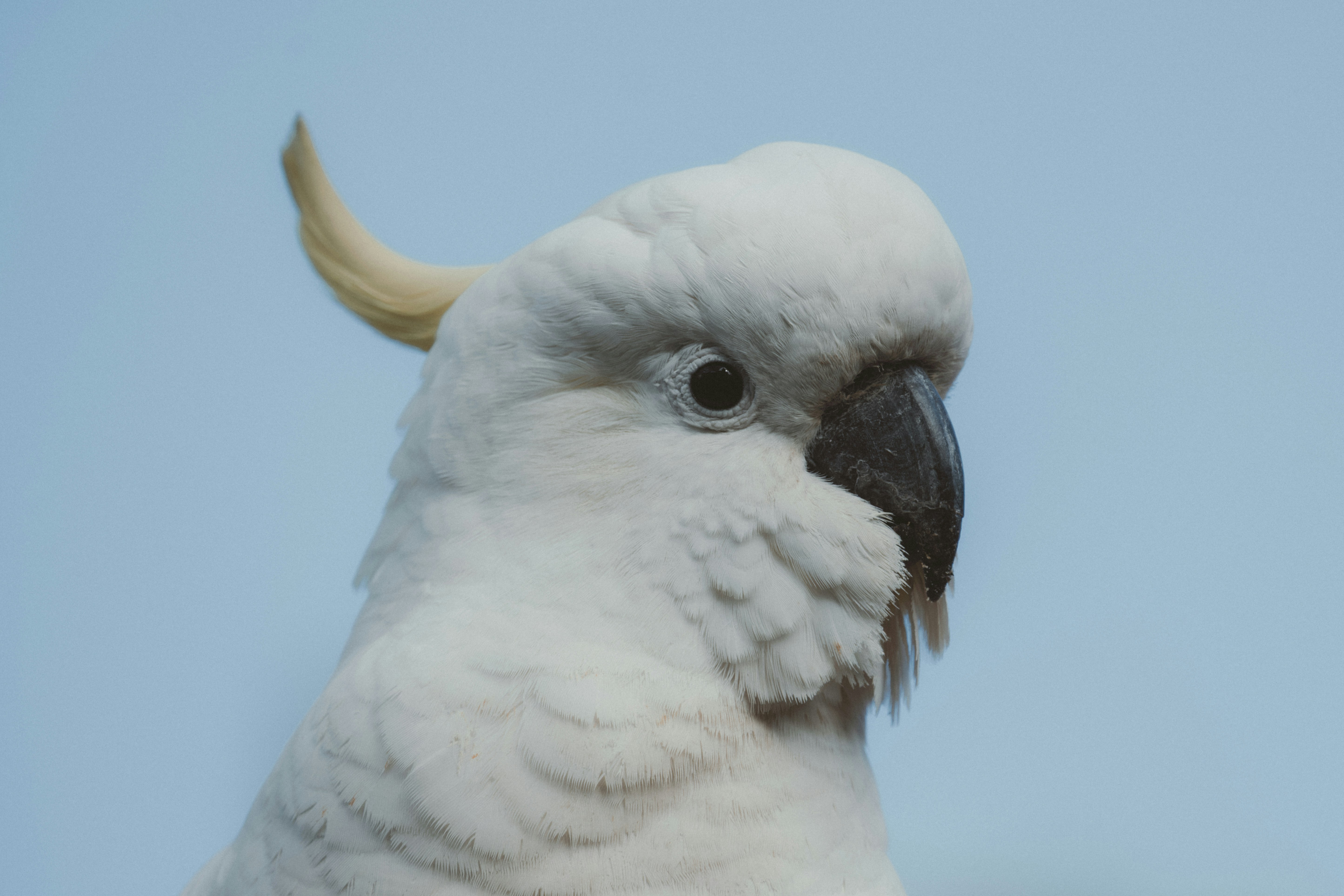 White Cockatoo Portrait Under Clear Sky