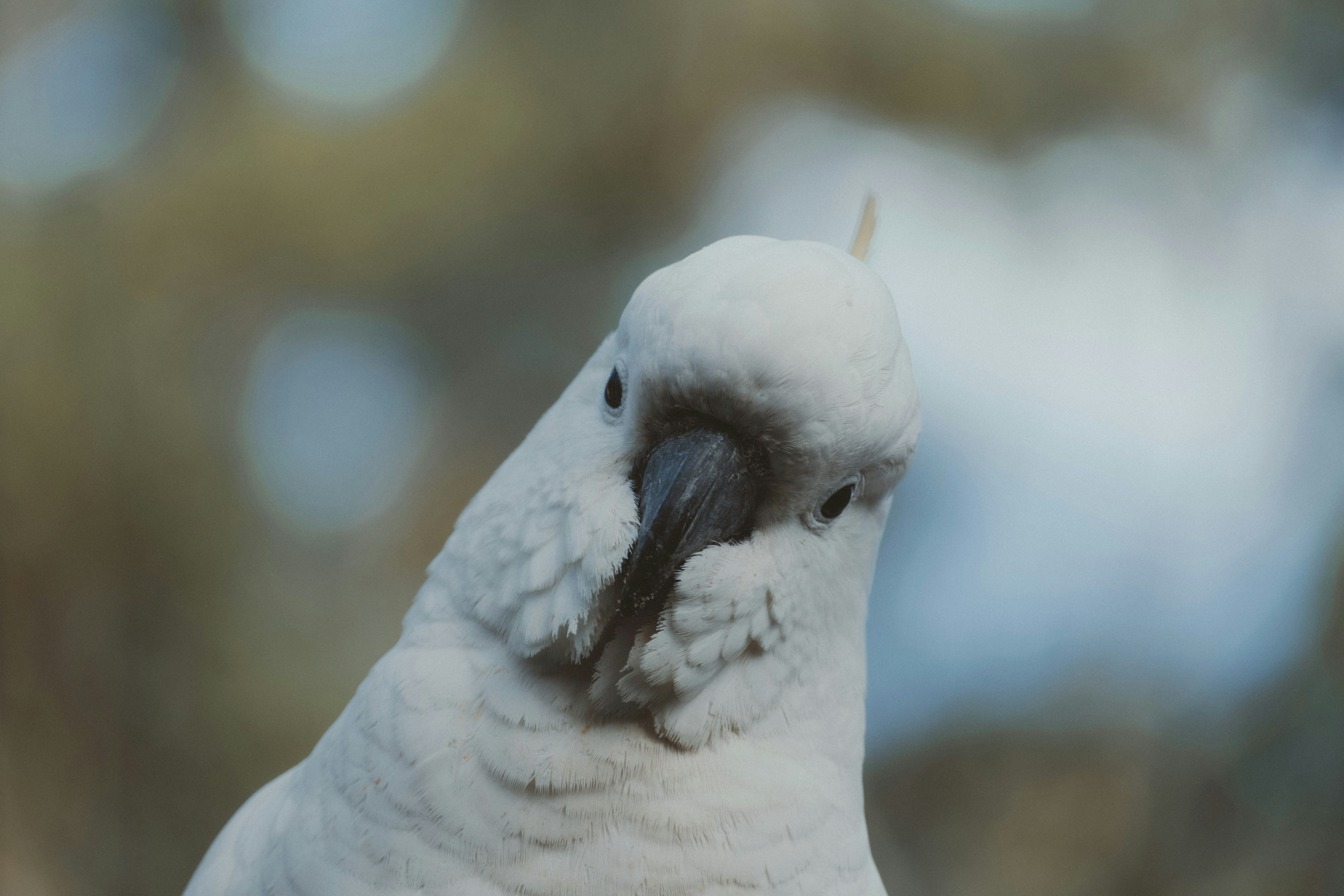 Close-Quarters Gaze: A White Cockatoo Peering Into the Lens