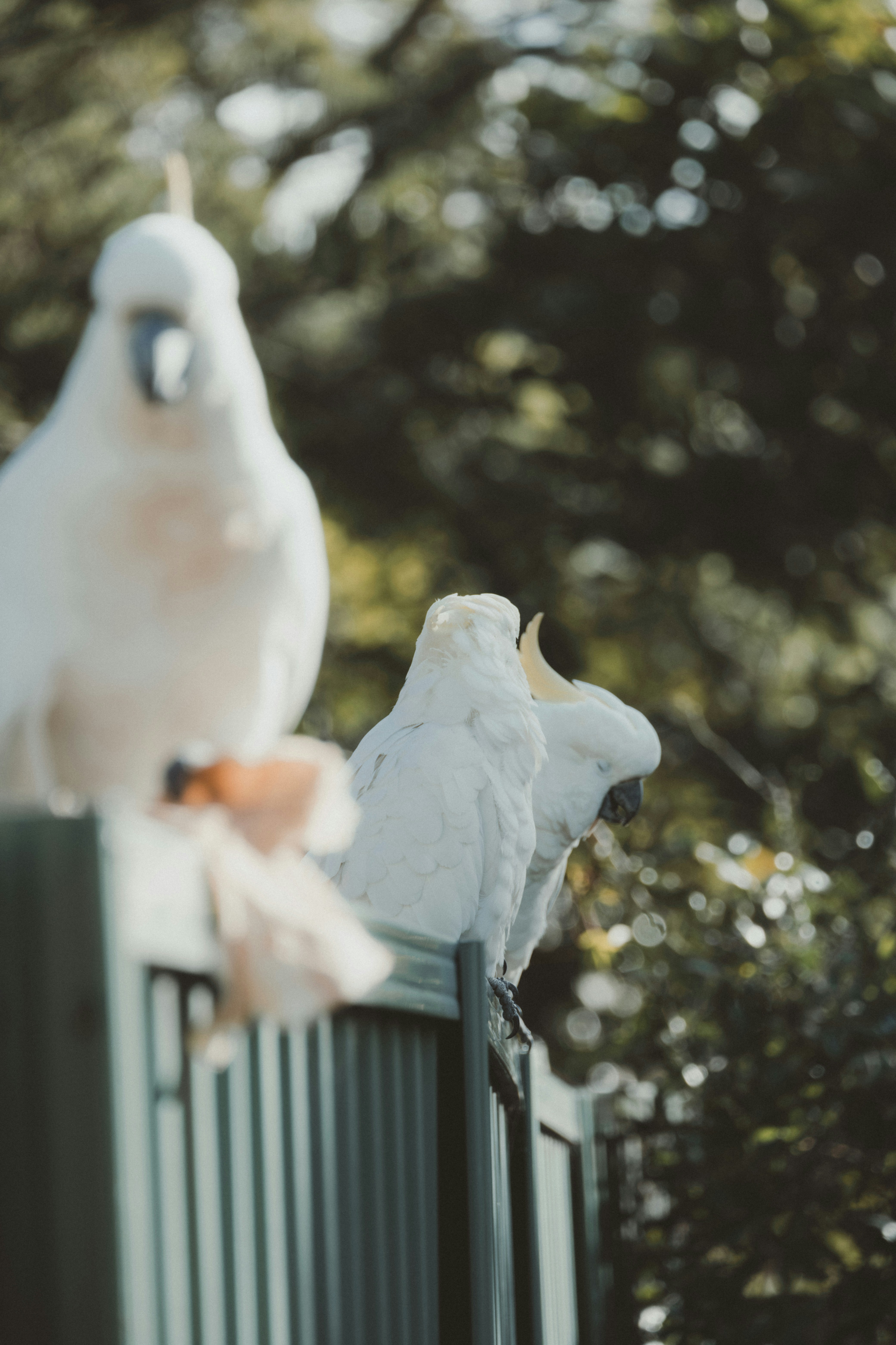 Softly Perched Parakeets on a Painted Fence