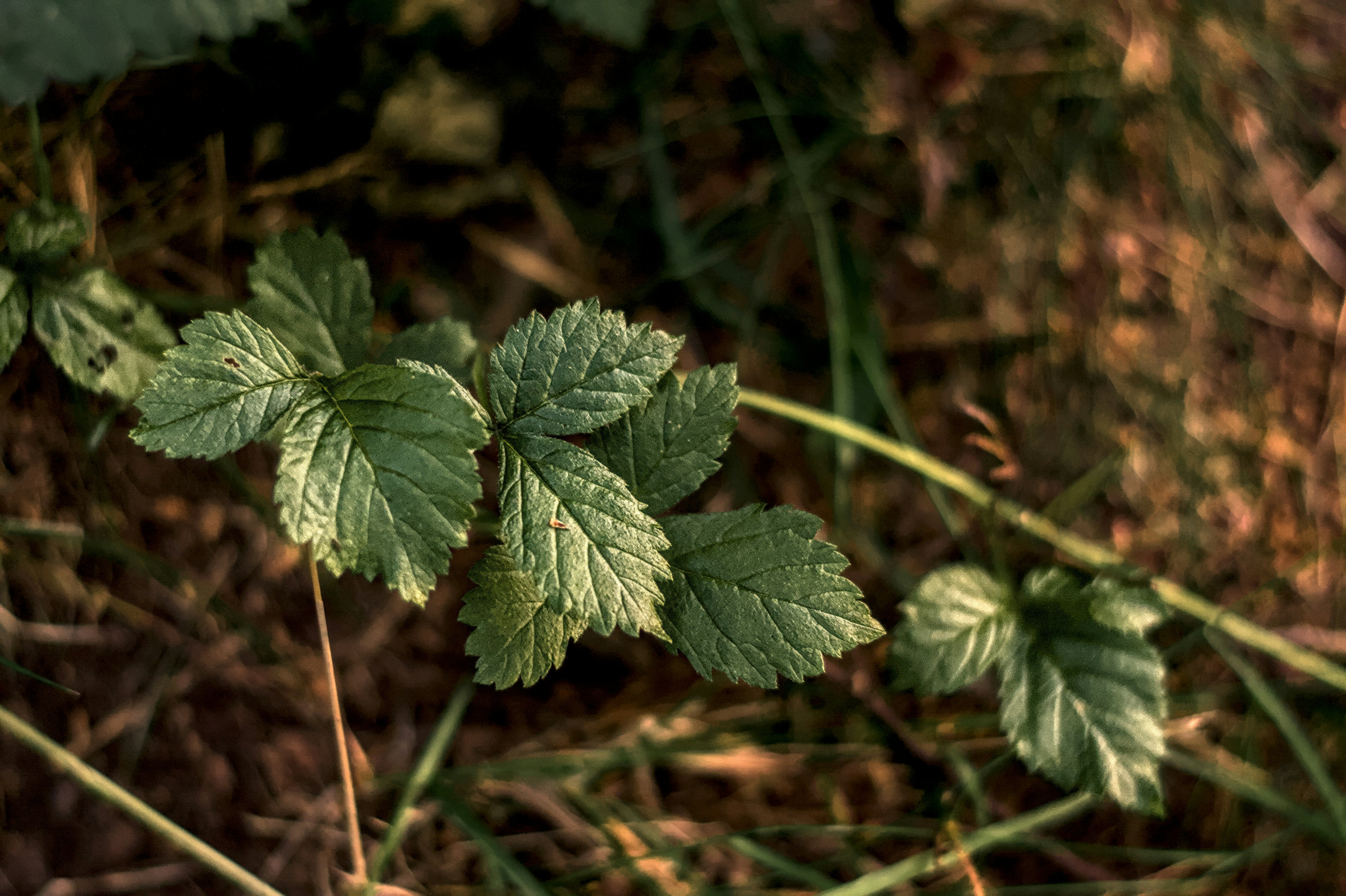 Detailed close-up photograph of wild strawberry leaves (Fragaria) growing in a sun-dappled woodland area. Features a shallow depth of field, highlighting the natural leaf texture against a soft, organic bokeh background with warm, earthy tones