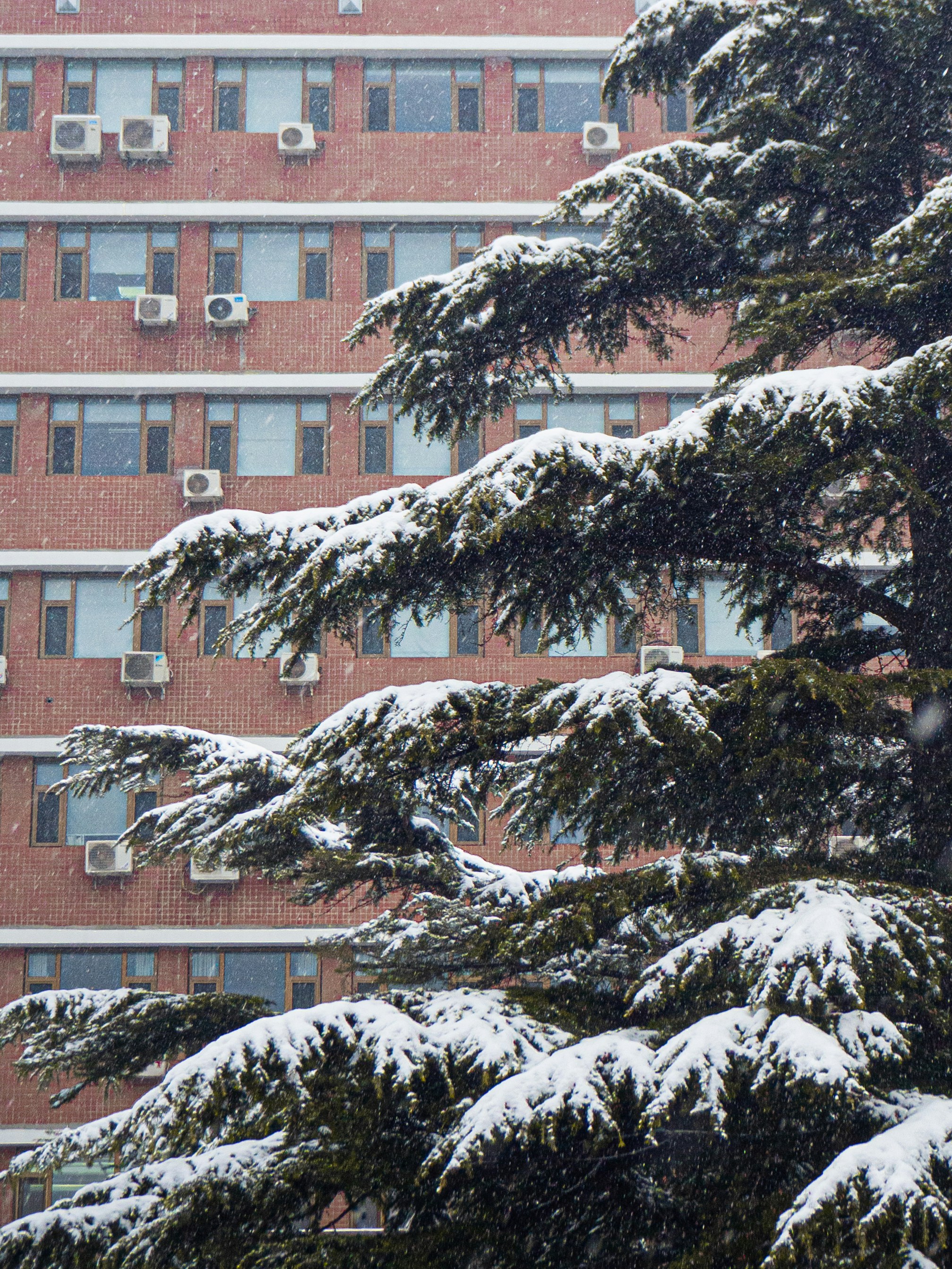 Snow-dusted cedar branches in front of a brick office building