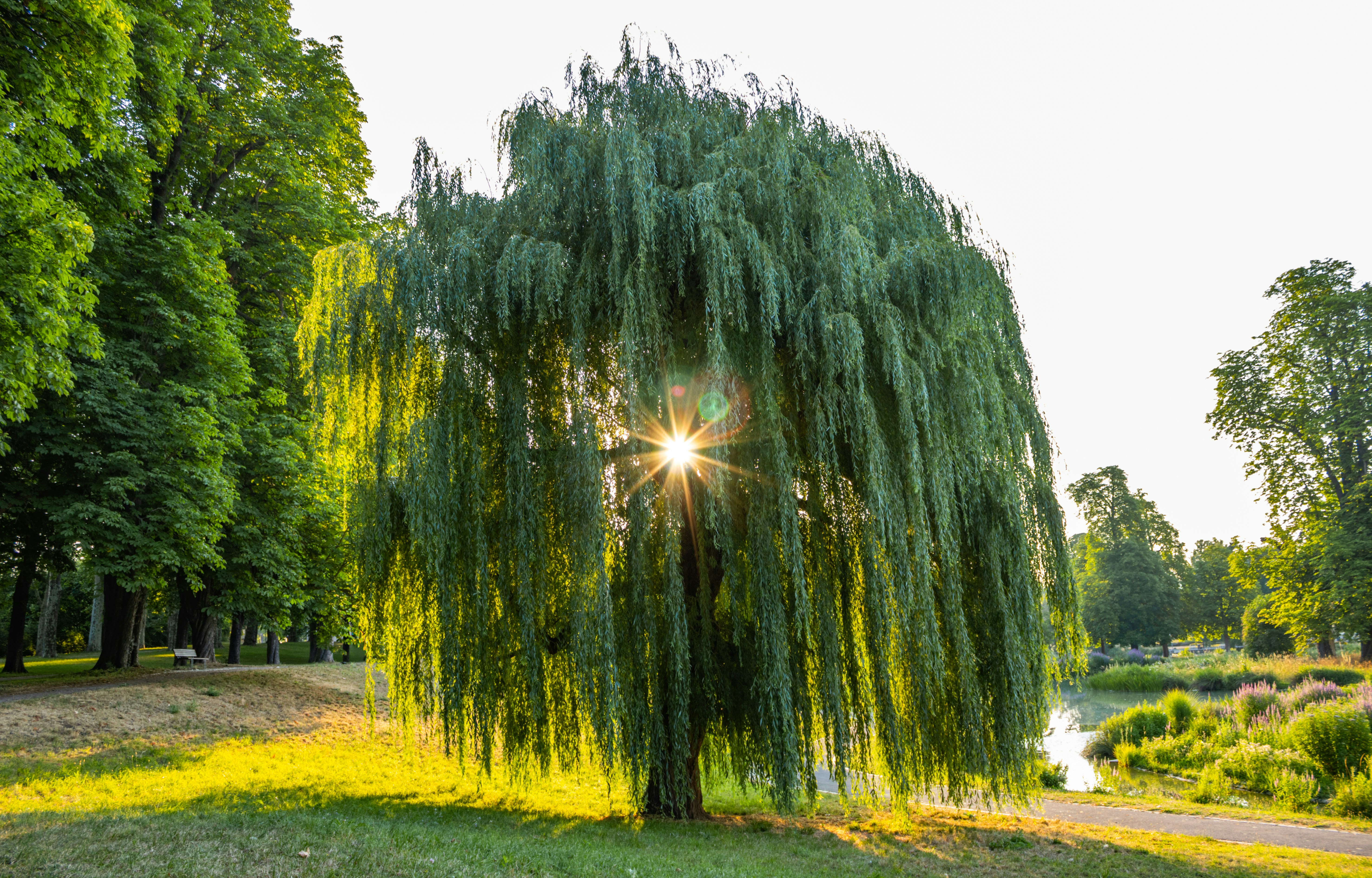 Sunburst Through the Weeping Willow in a Golden Park