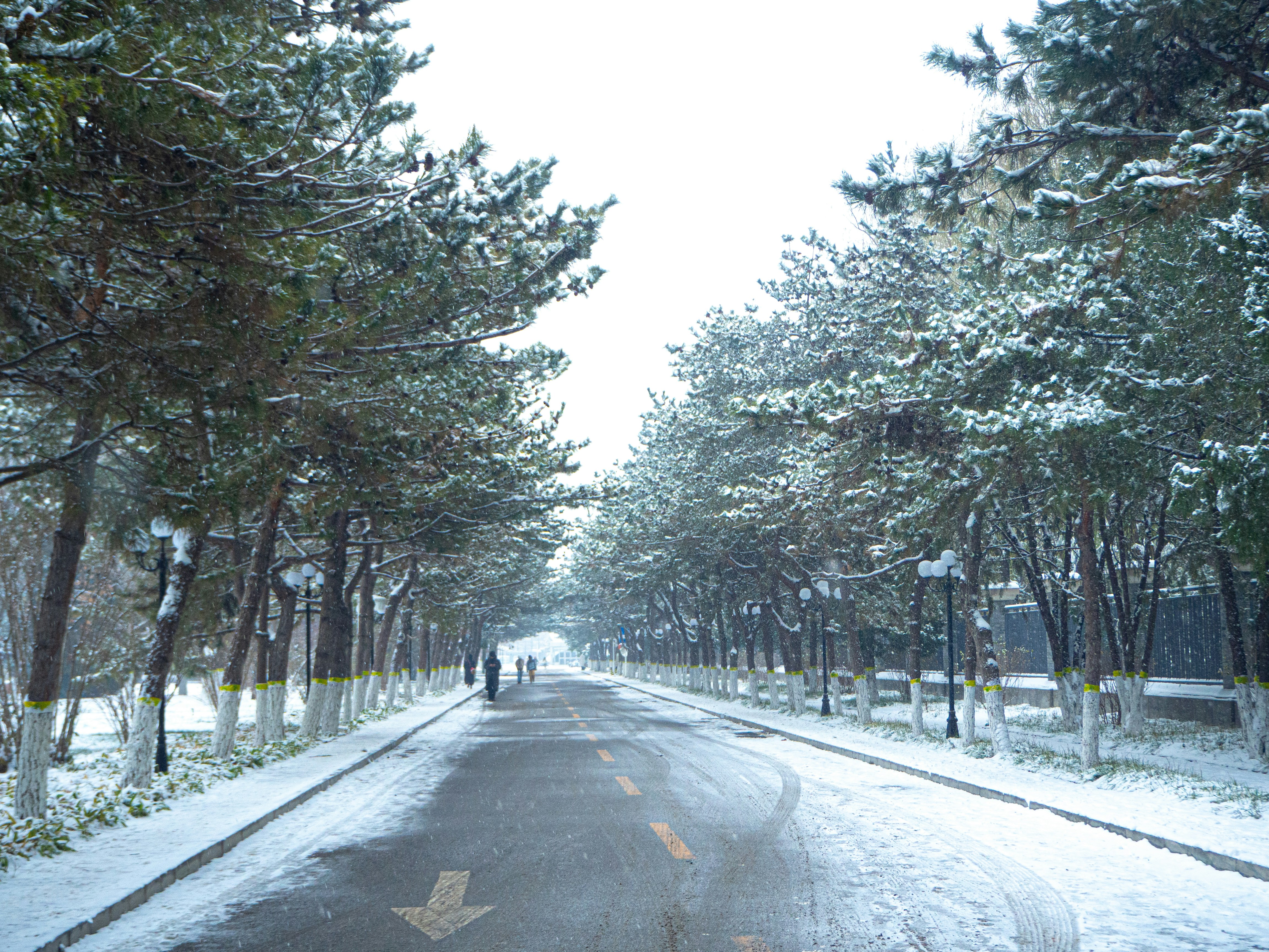 Snow-lined Avenue: A Quiet Winter Walk Through a Parked Street