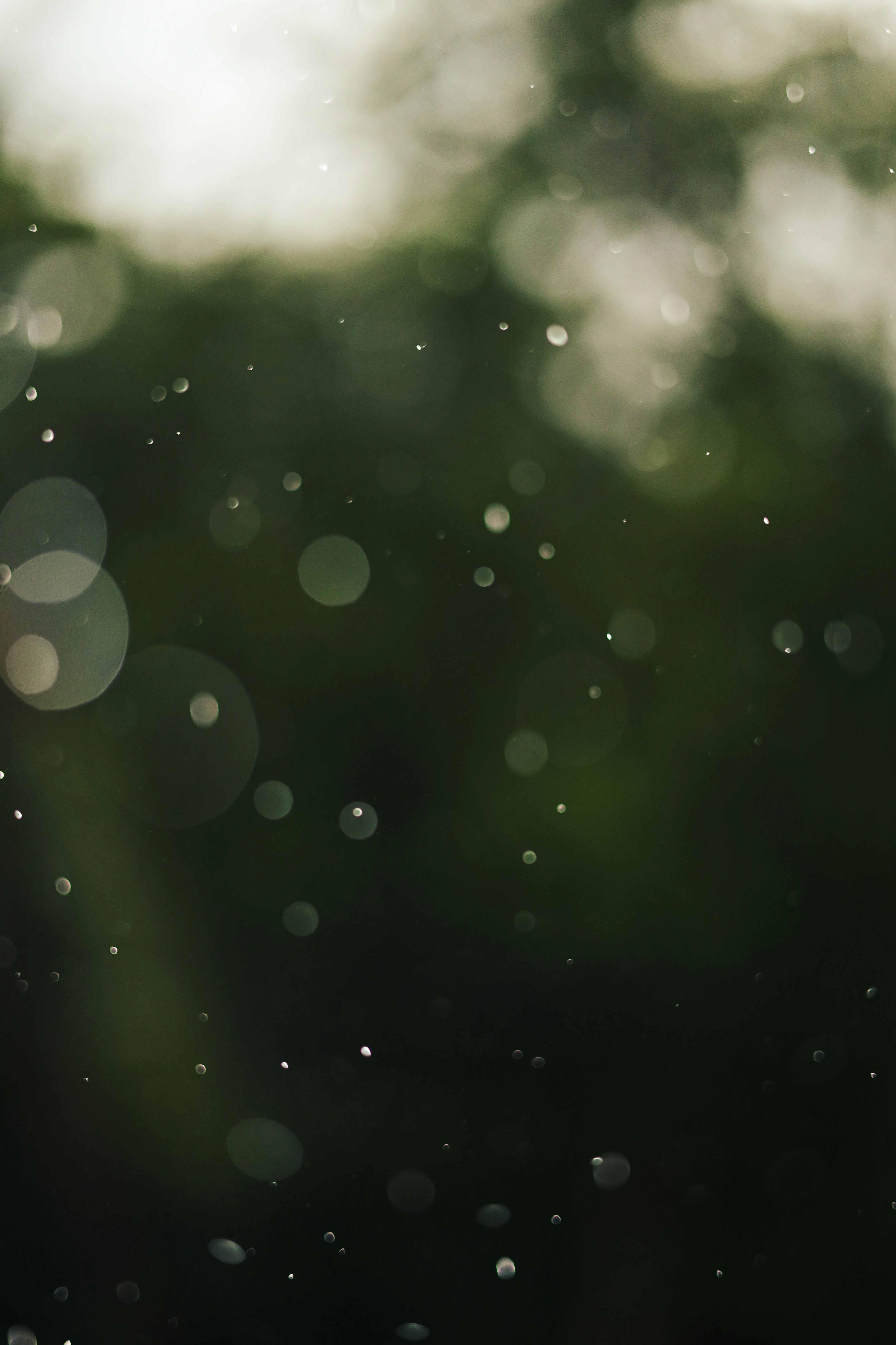 Blurred orbs of light float across a sunlit forest backdrop, creating a dreamy bokeh scene with a shallow depth of field.