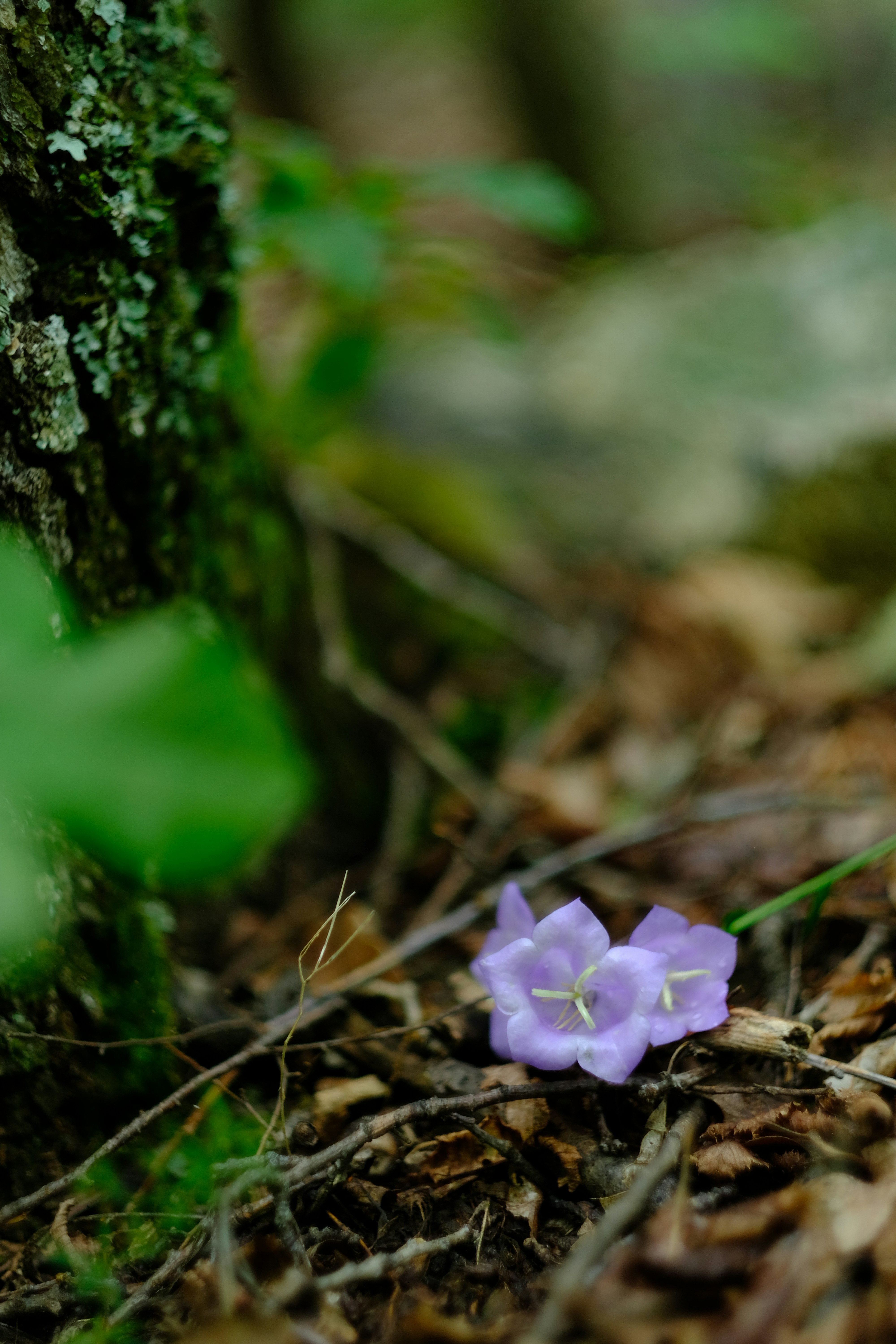 Lavender Bloom at Forest Floor: a Soft Awakening