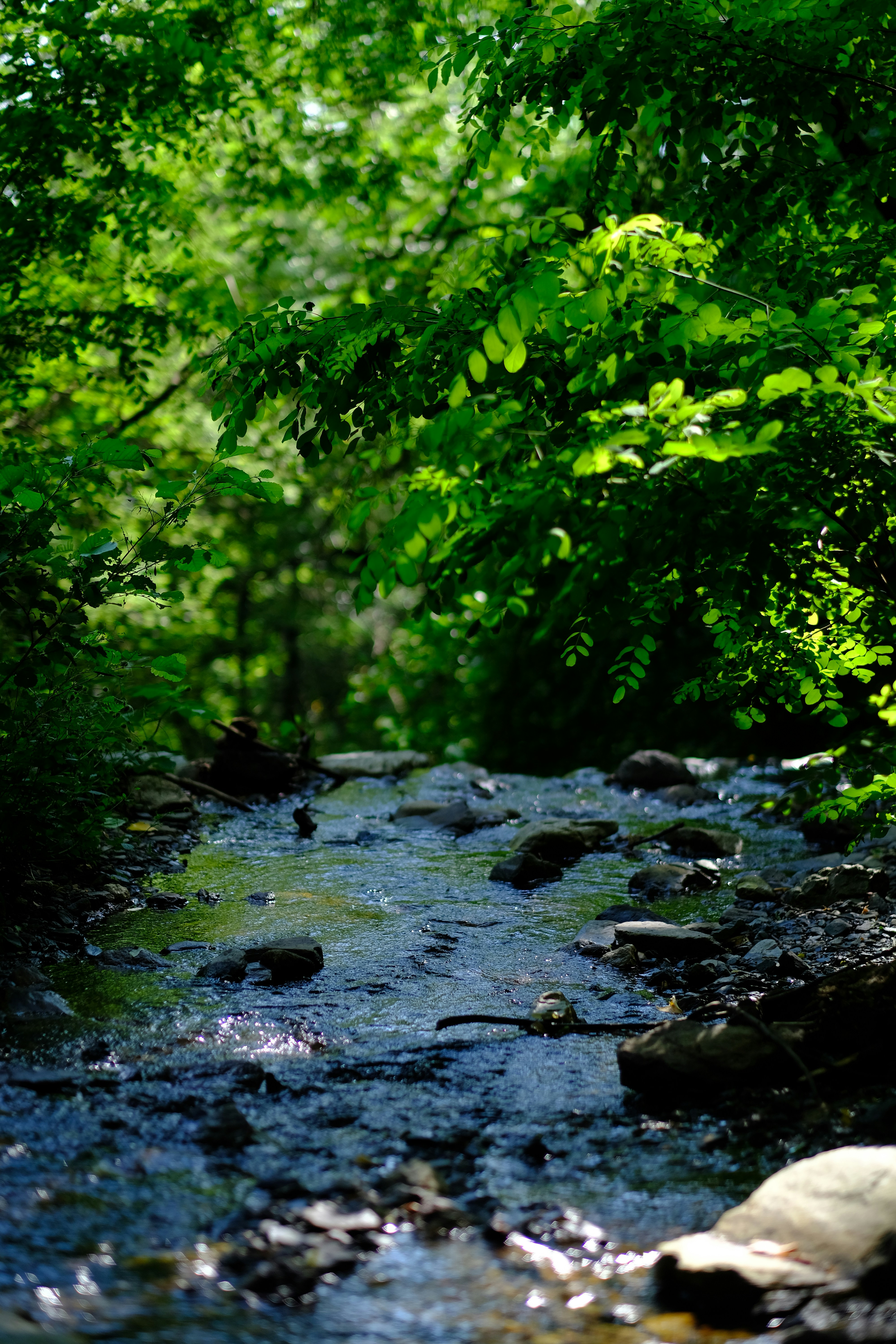 Whispering Stream Through Sunlit Green Canopy