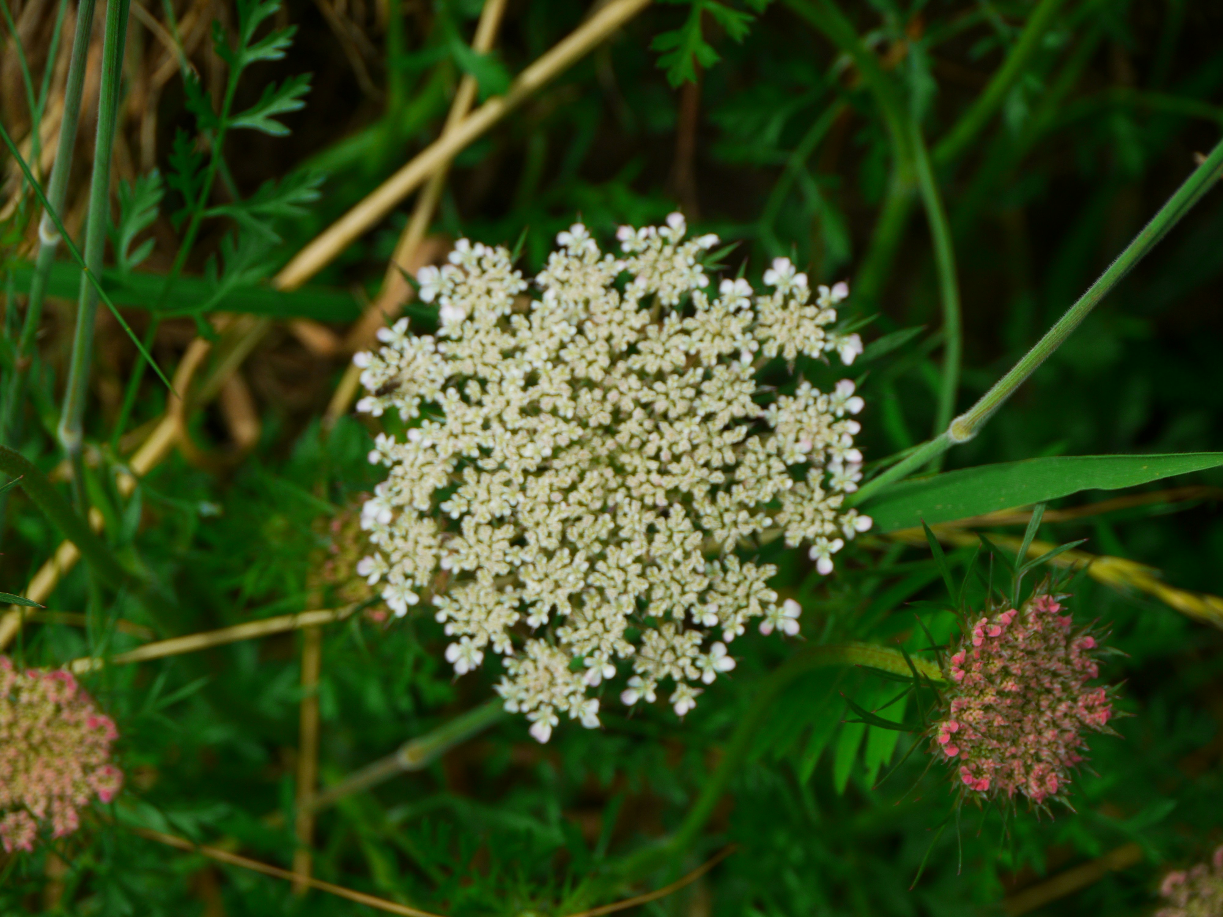 Cluster of small white umbels forms a focal bloom amid green stems and fern-like leaves; foregrounds and edges show pinkish faded umbels, indicating a natural plant scene.