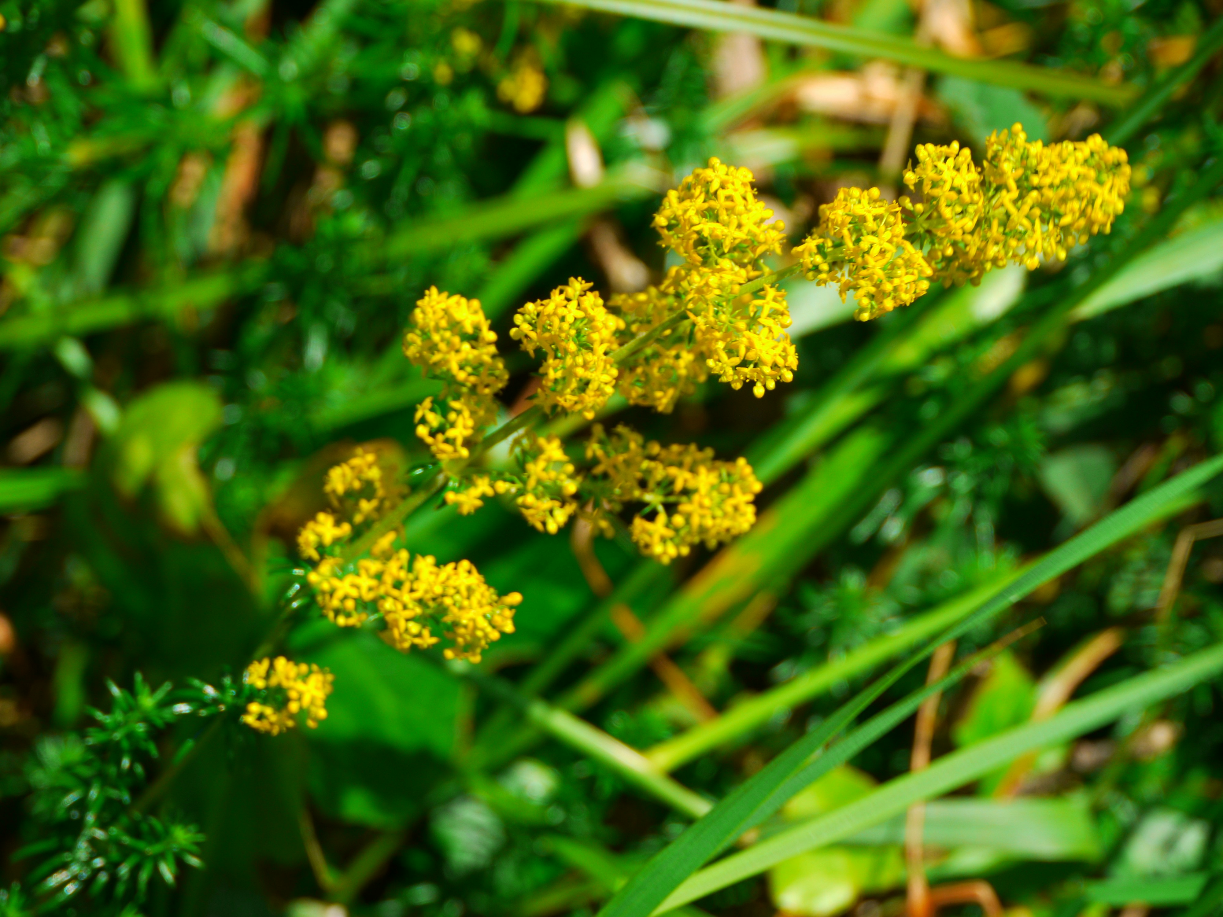 Golden-yellow flower clusters stand out against a dense green background, with shallow depth of field isolating the foreground bloom and soft rendering of surrounding foliage.