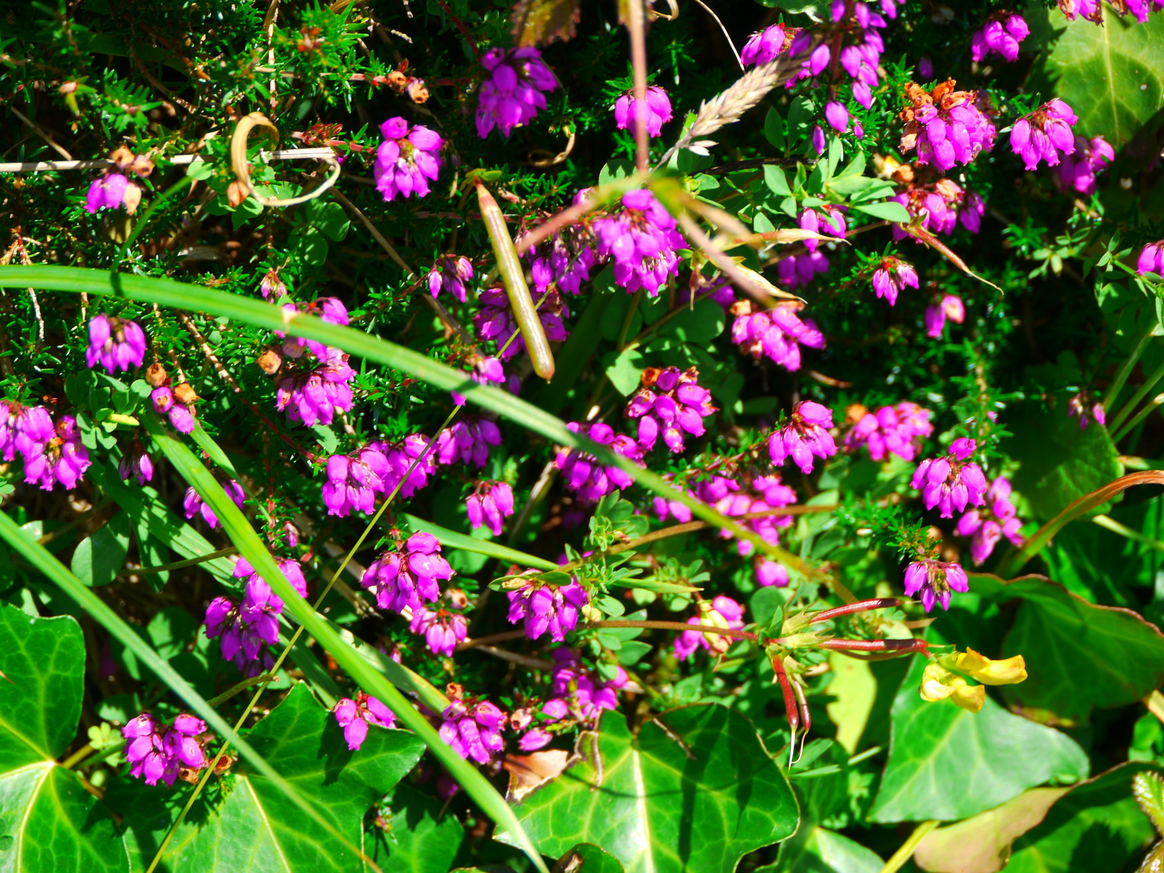 Vibrant magenta flowers weave through glossy green foliage in bright daylight, creating a dense garden tapestry with intricate textures and natural contrast.