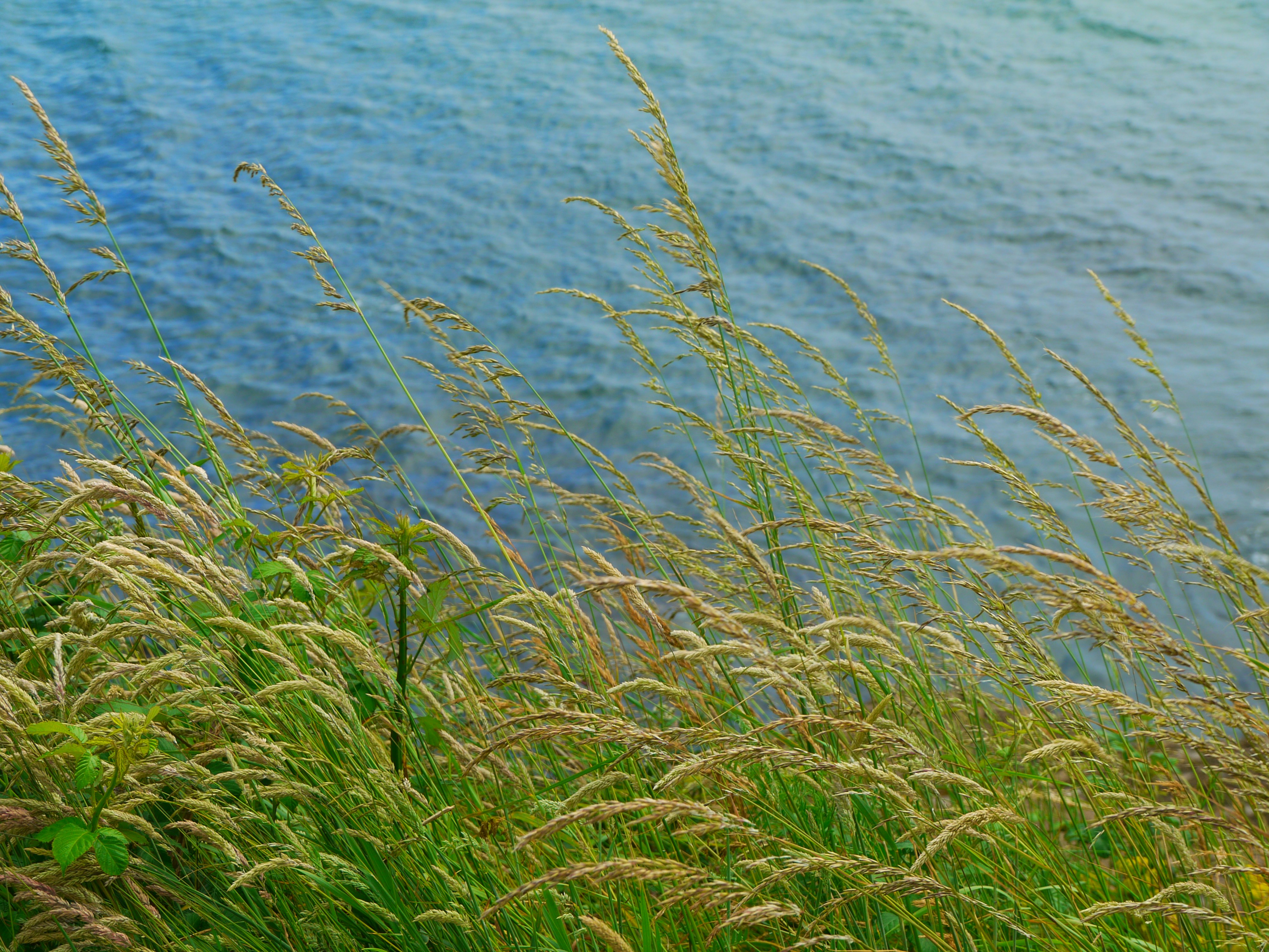 Dune-like sea grass sways before a calm blue coastline, capturing a tranquil coastal scene with natural textures and soft light.