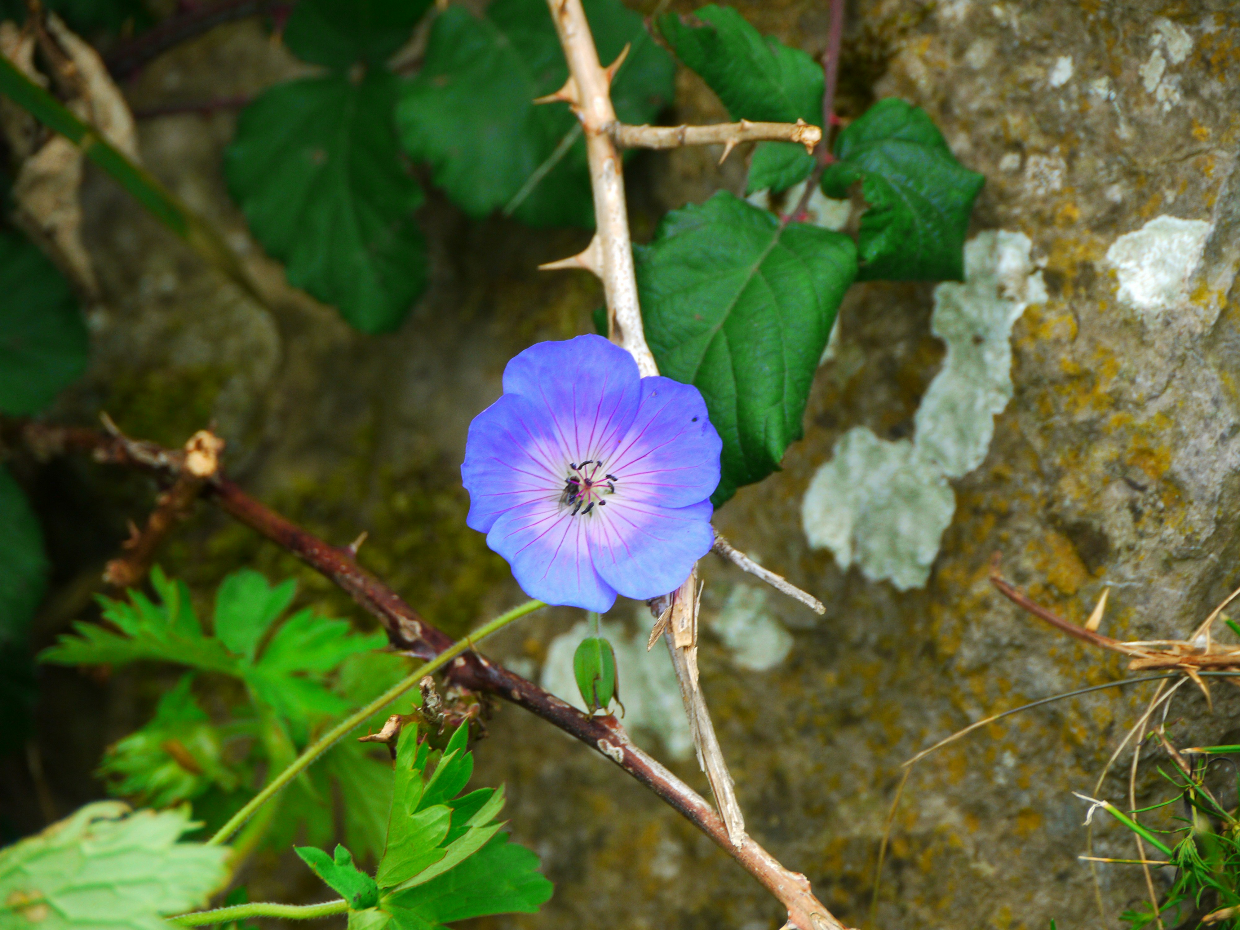 Blue morning-glory blossom sits against a textured rock backdrop, with thorny vines and green leaves framing the scene.