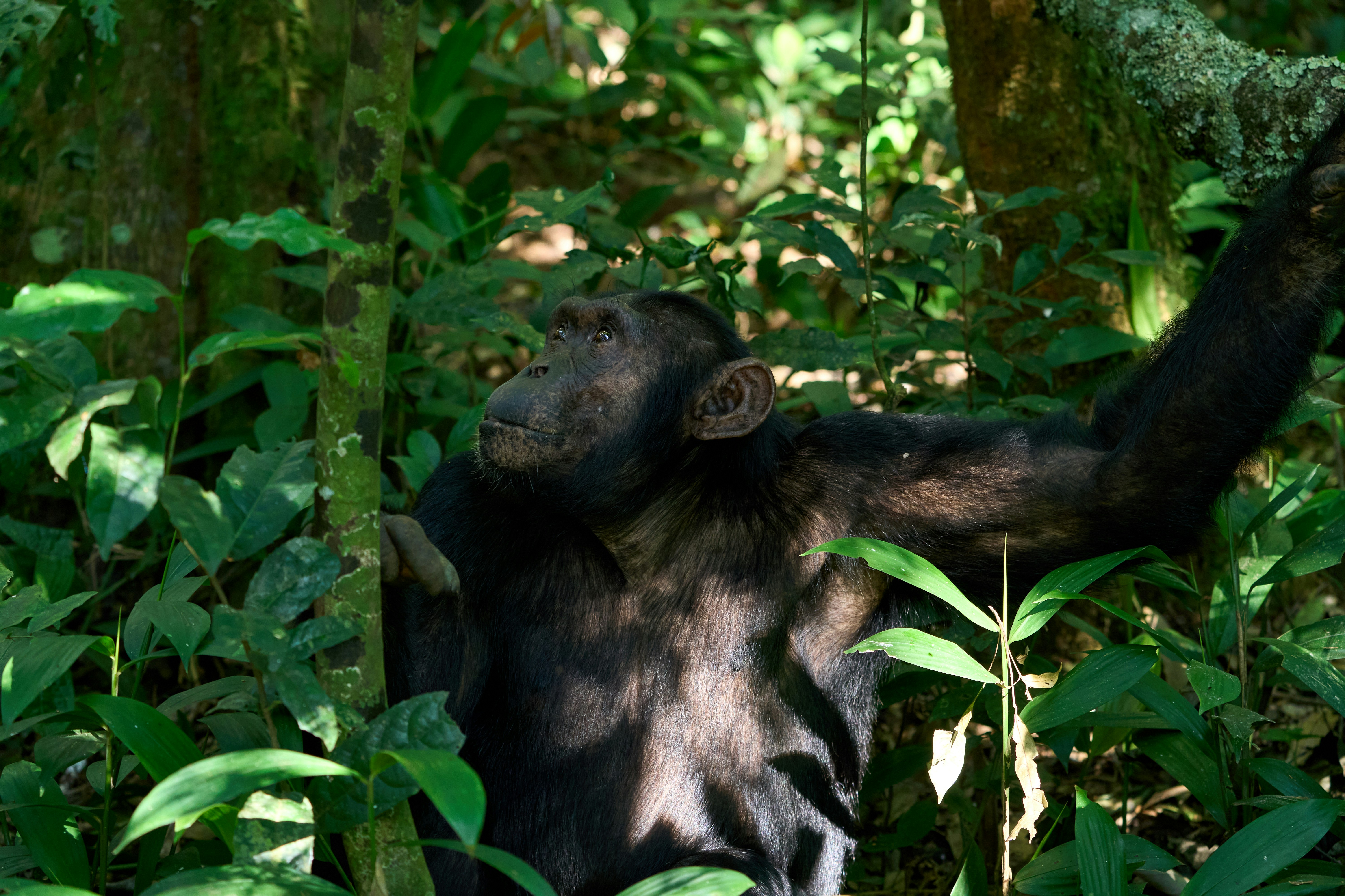 Chimpanzee in dappled rainforest light reaching for the canopy