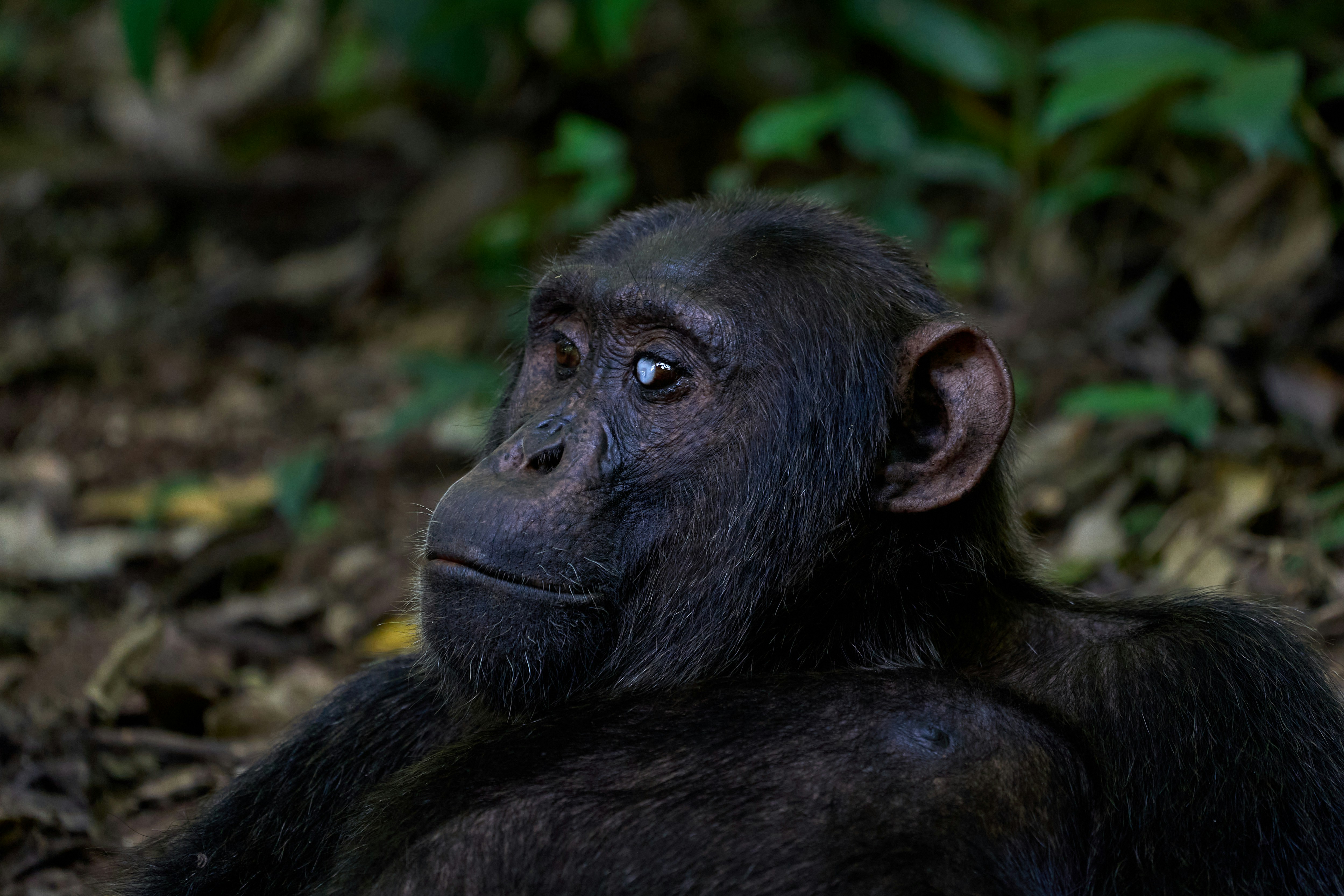 A Quiet Gaze: Young Chimp in Dappled Shade