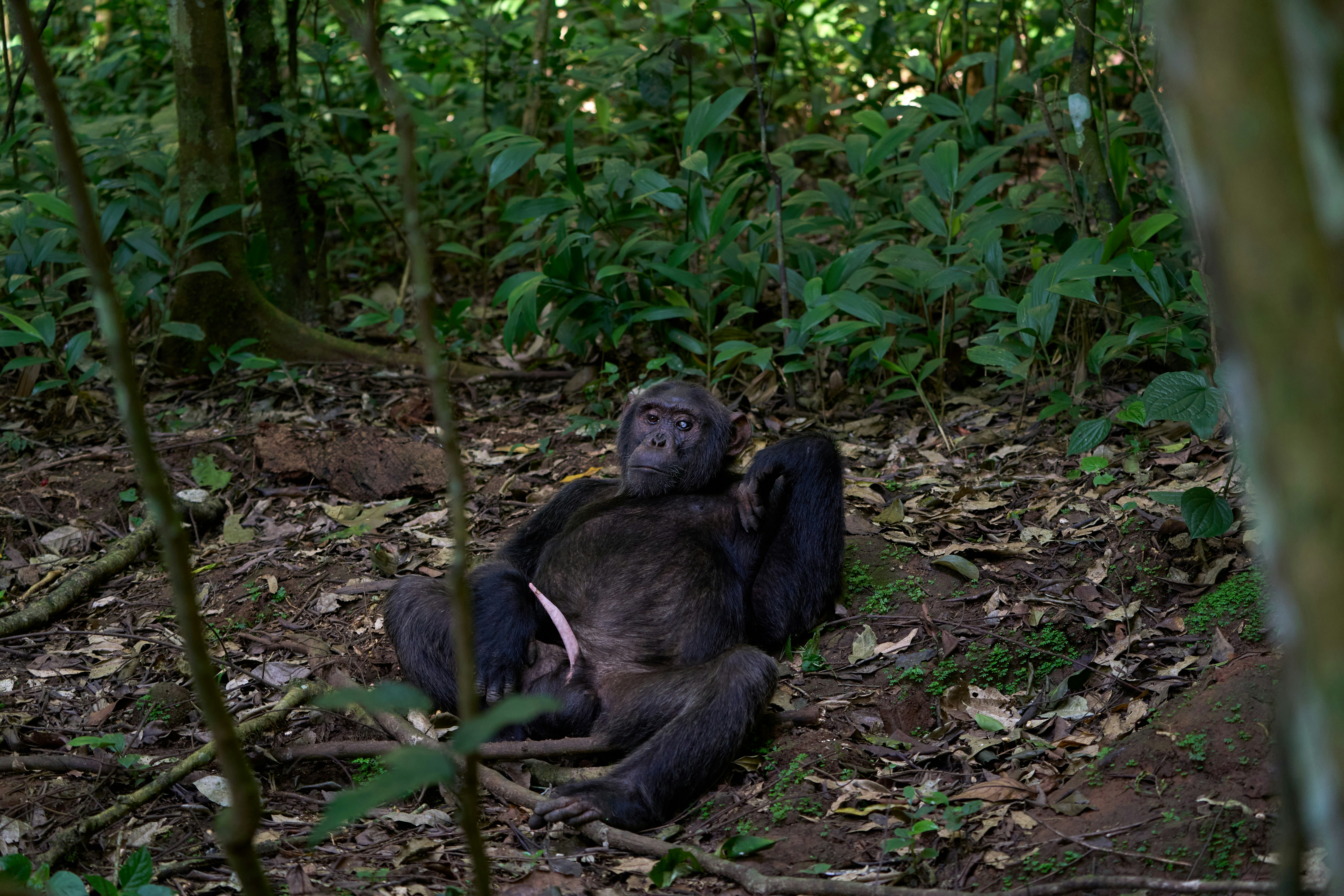 Curled in the Verdant Quiet: A Gentle Silverback Pause