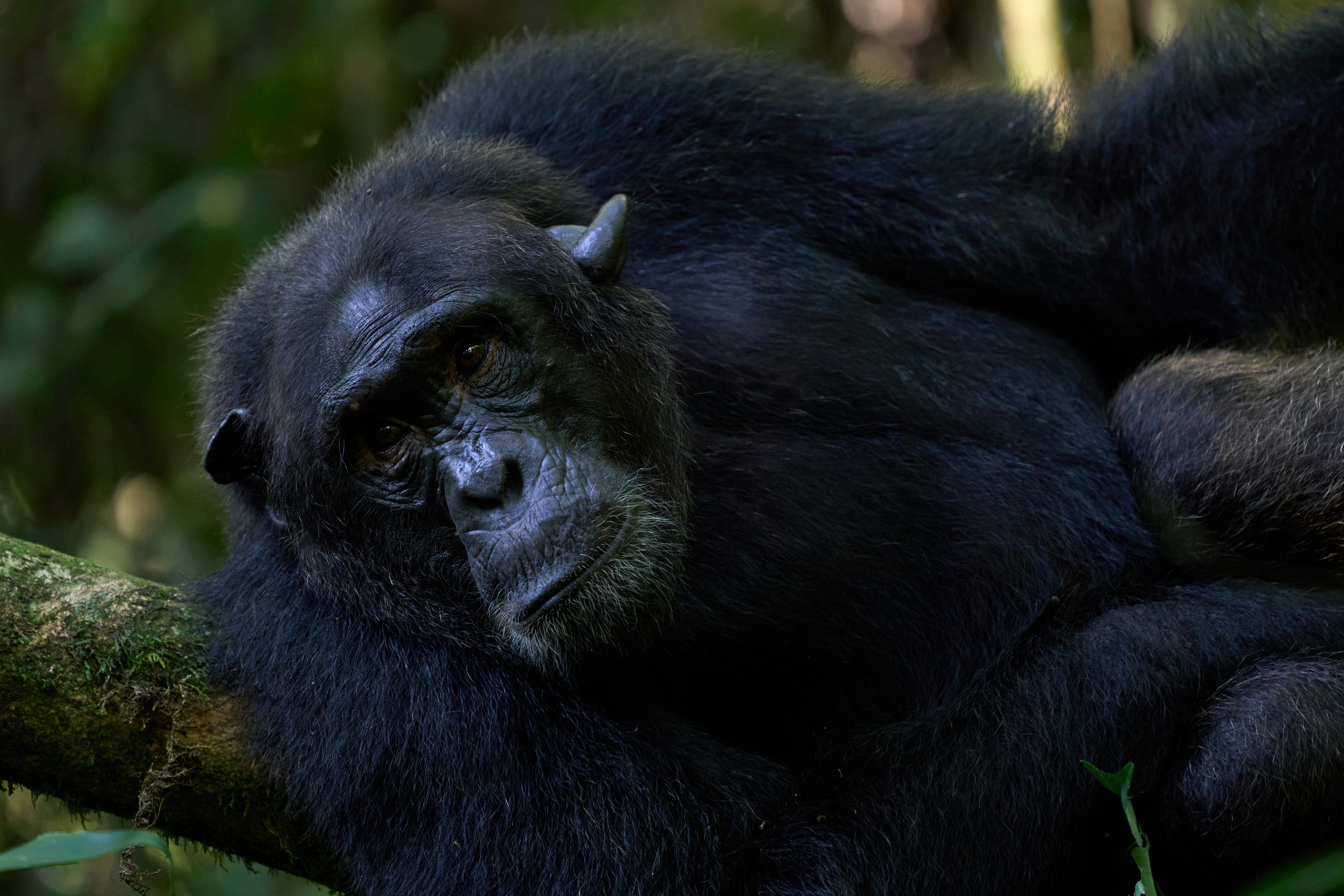 Midday Rest: A Gorilla Reclines in Dappled Light