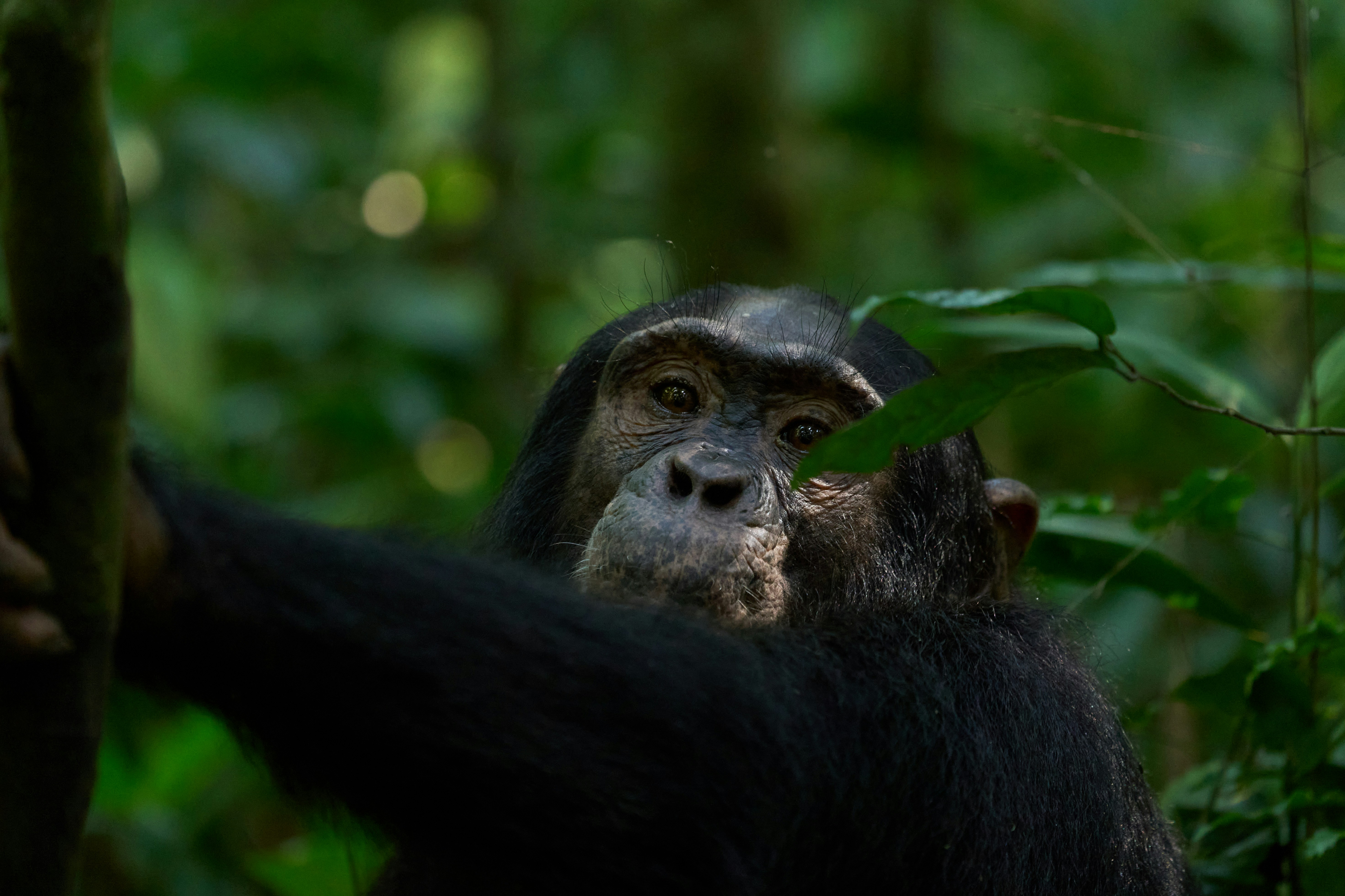 Hidden Gaze: An Anxious Moment of a Jungle Gorilla