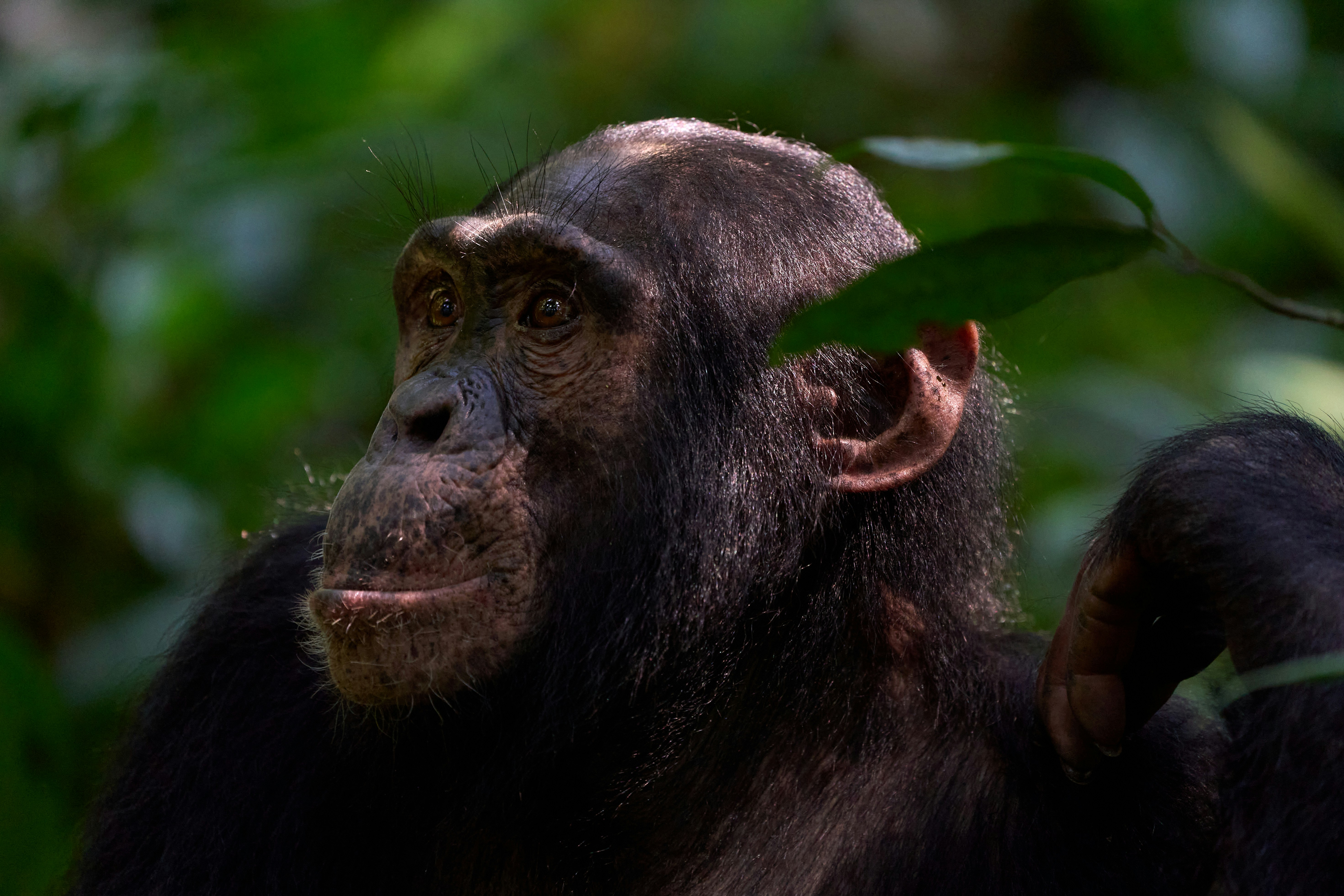 Primordial Gaze: A contemplative chimp in dappled rainforest light
