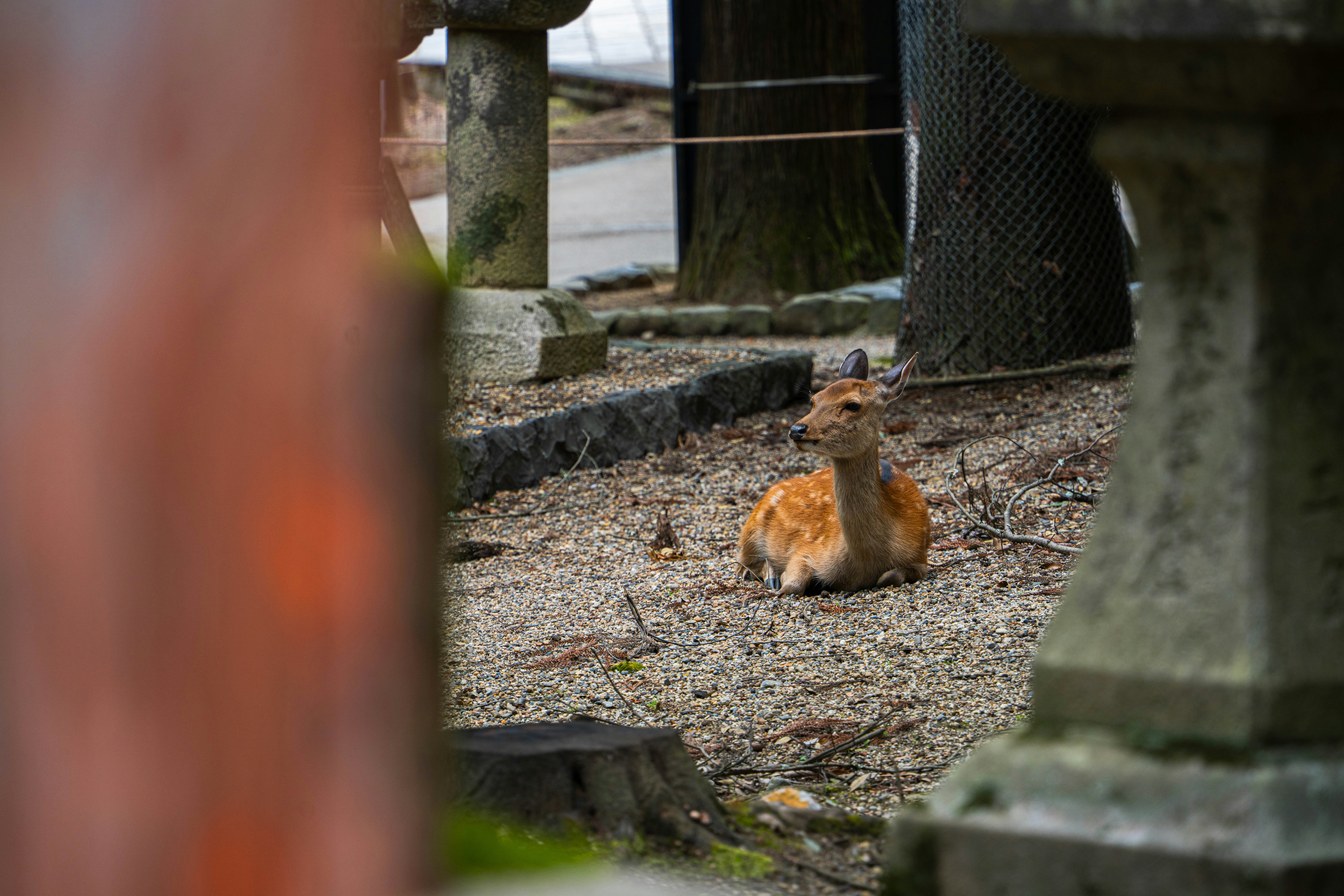 Quiet Deer Between Stones and Foliage