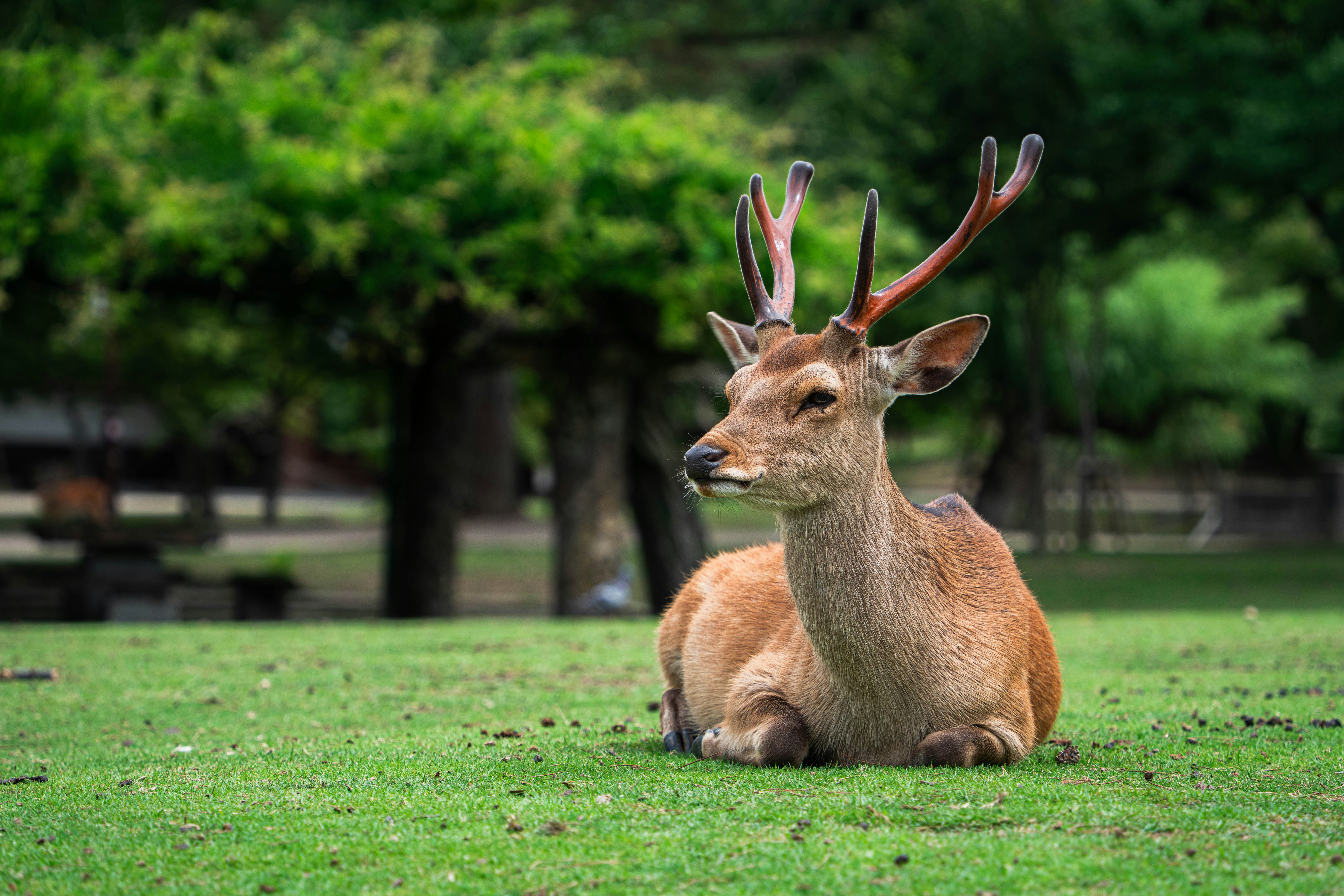 Resting Stag in Sunlit Park
