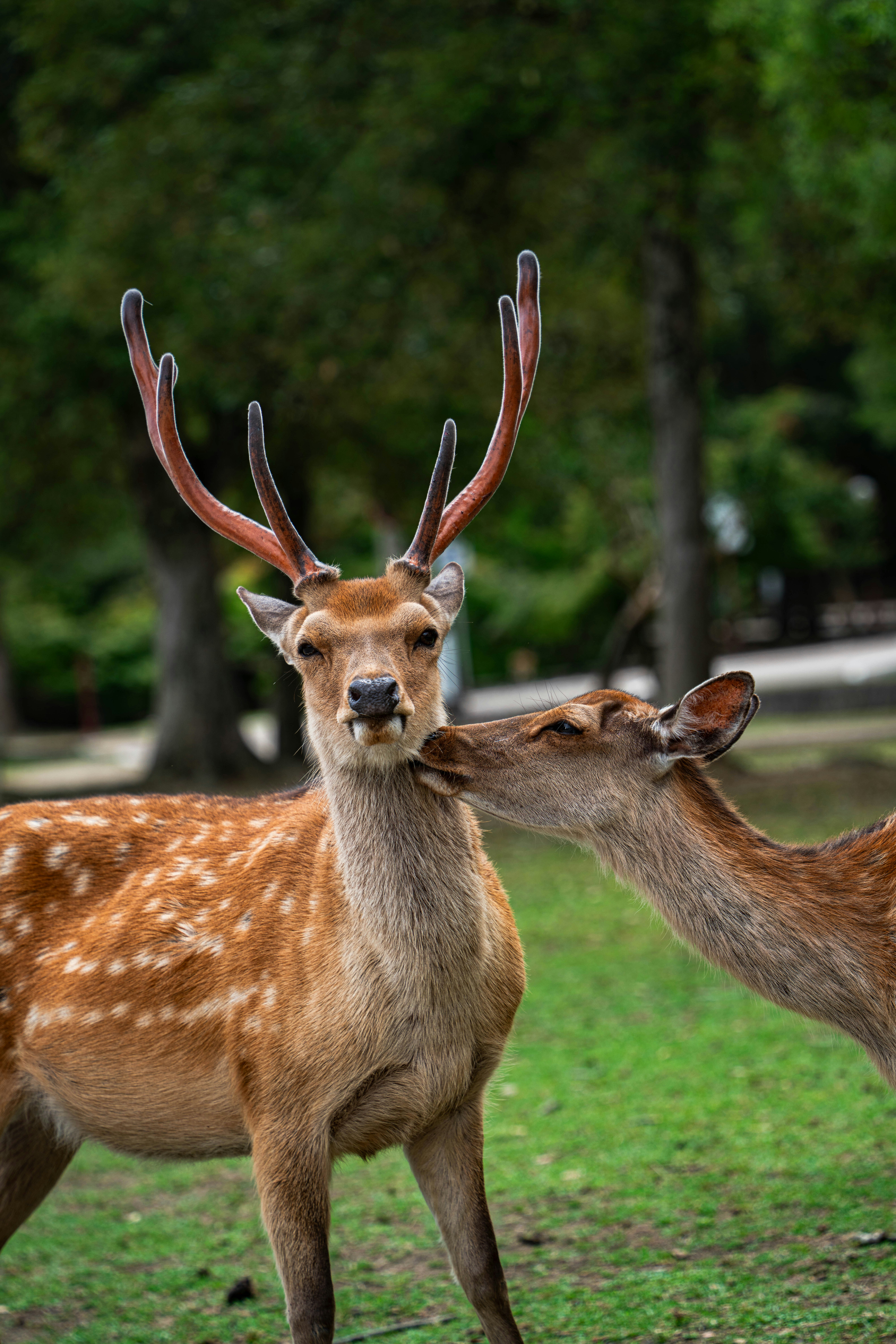 Antlers in Focus: A Gentle Stare from the King of the Meadow