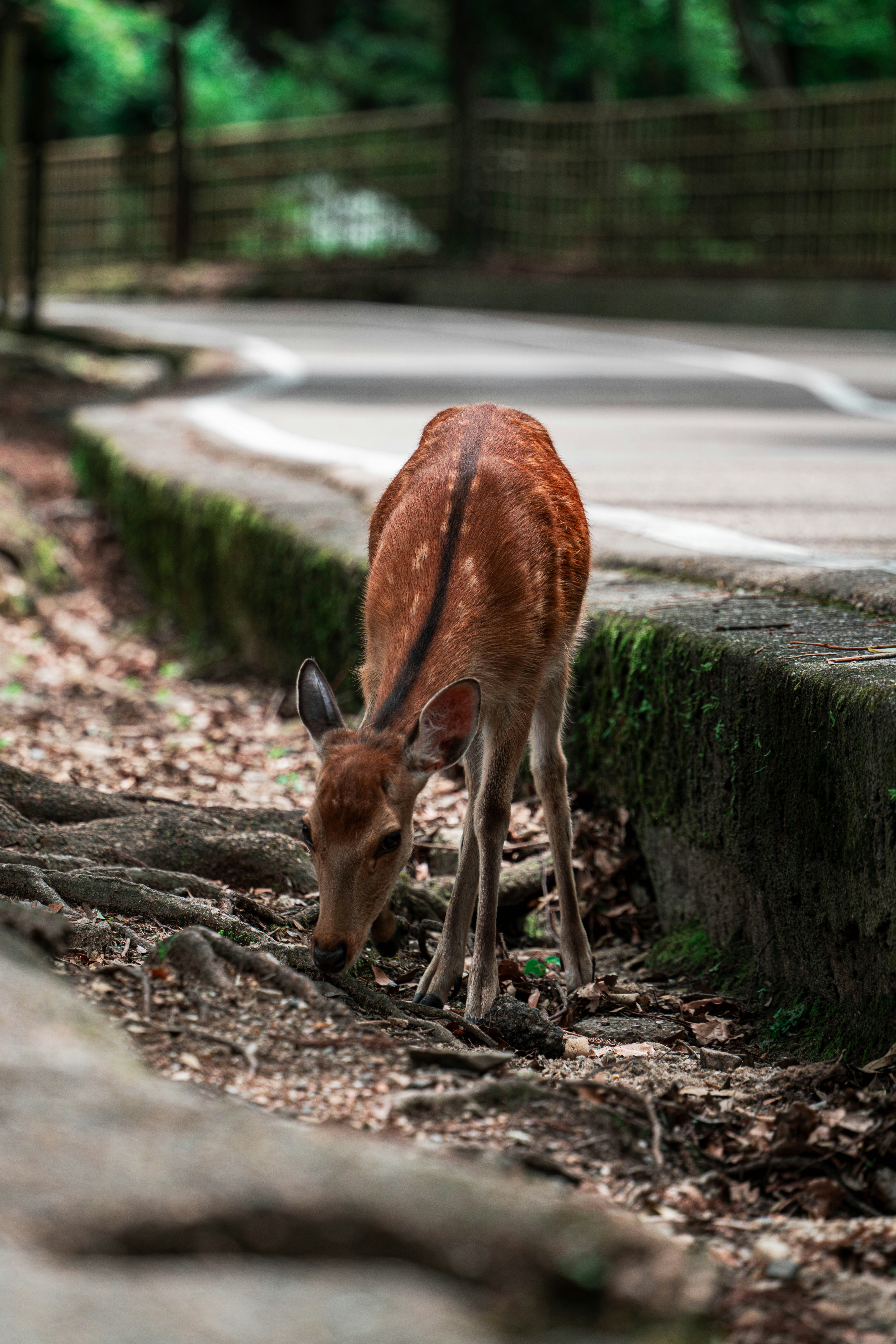 Gentle Forager at the Forest Edge