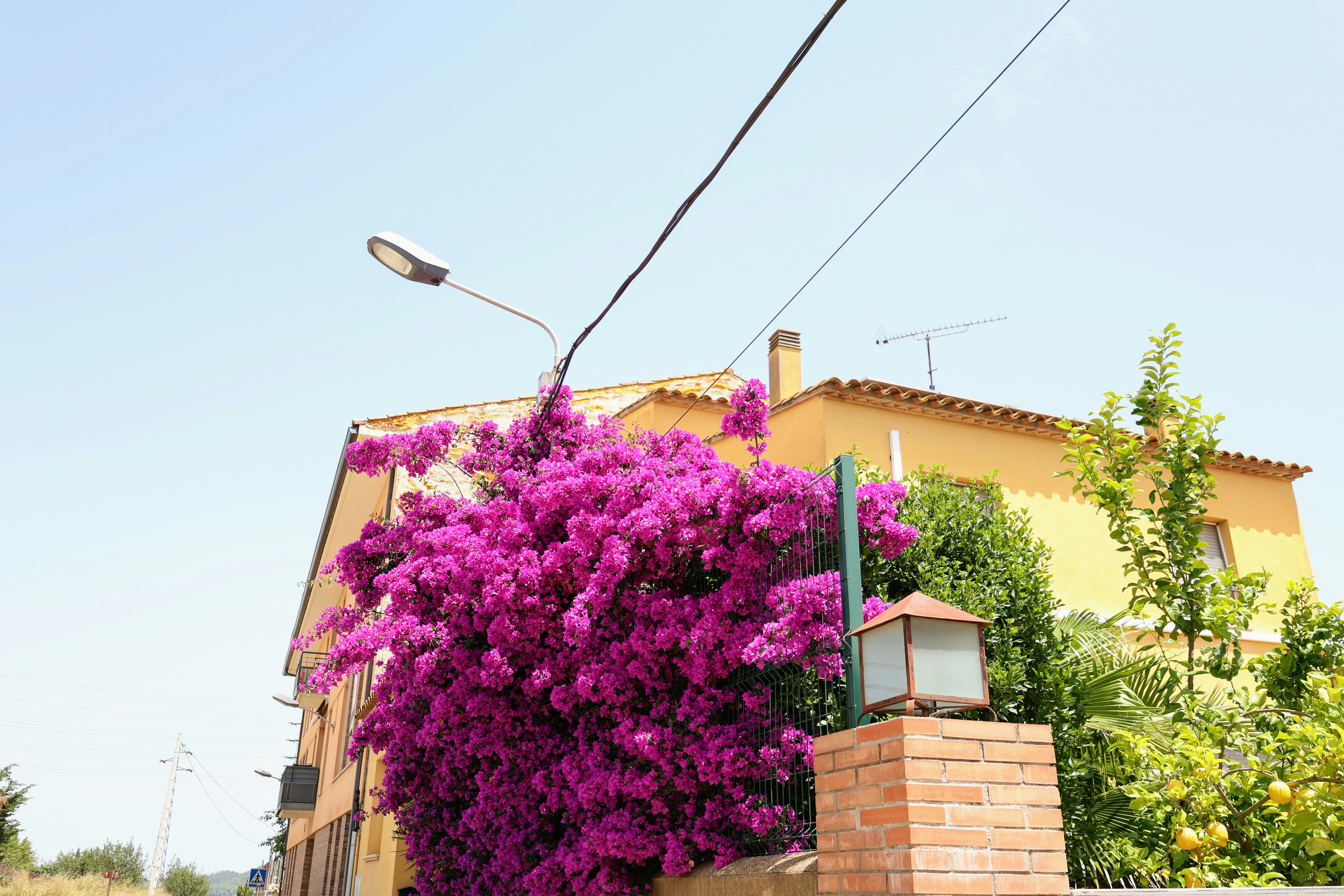 Bougainvillea Cresting a Mediterranean Terrace