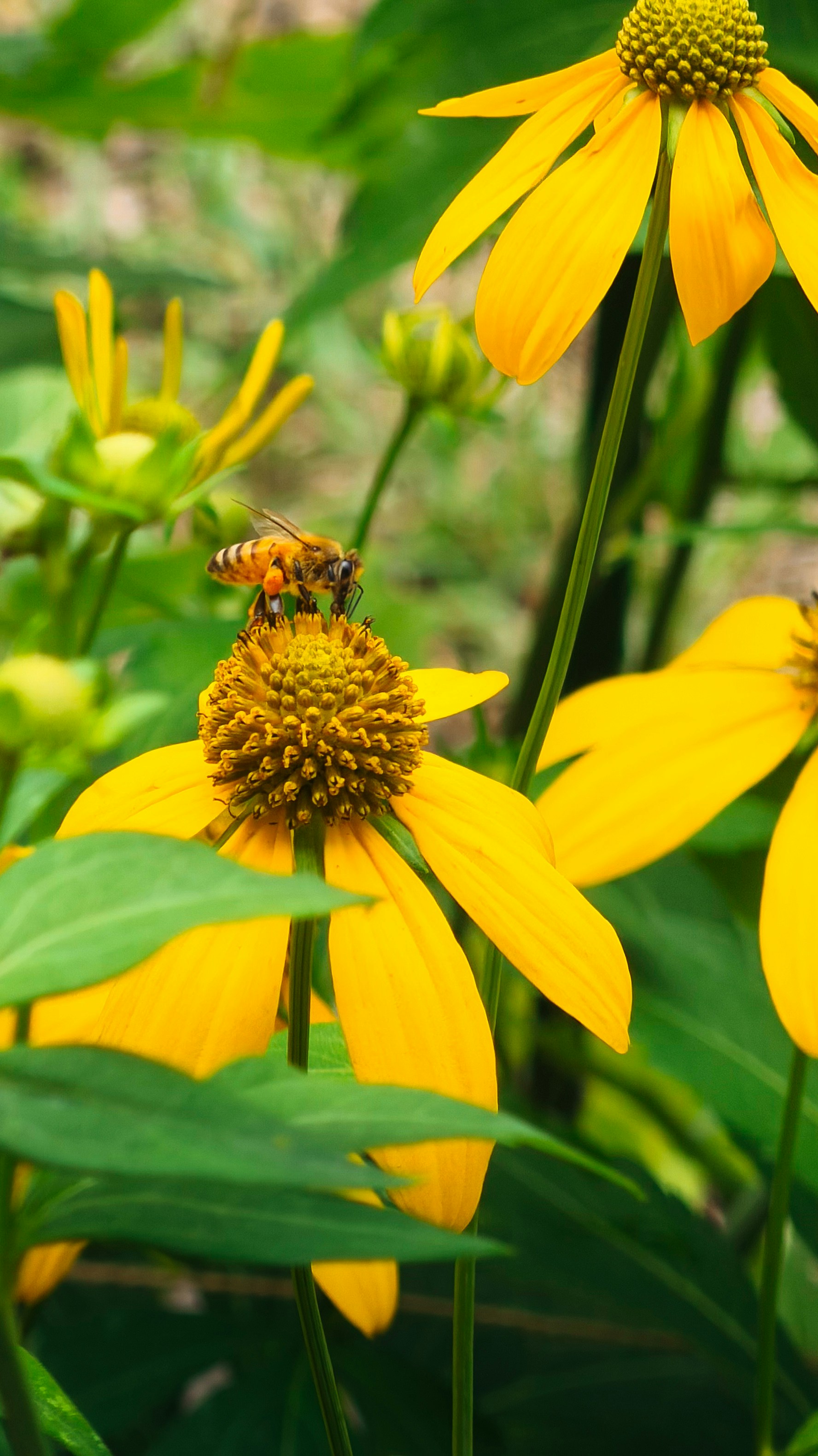 Bright yellow blooms with a honeybee collecting nectar amid green foliage, captured in a lush garden scene. Logo-free close-up of a flower-dominant composition.