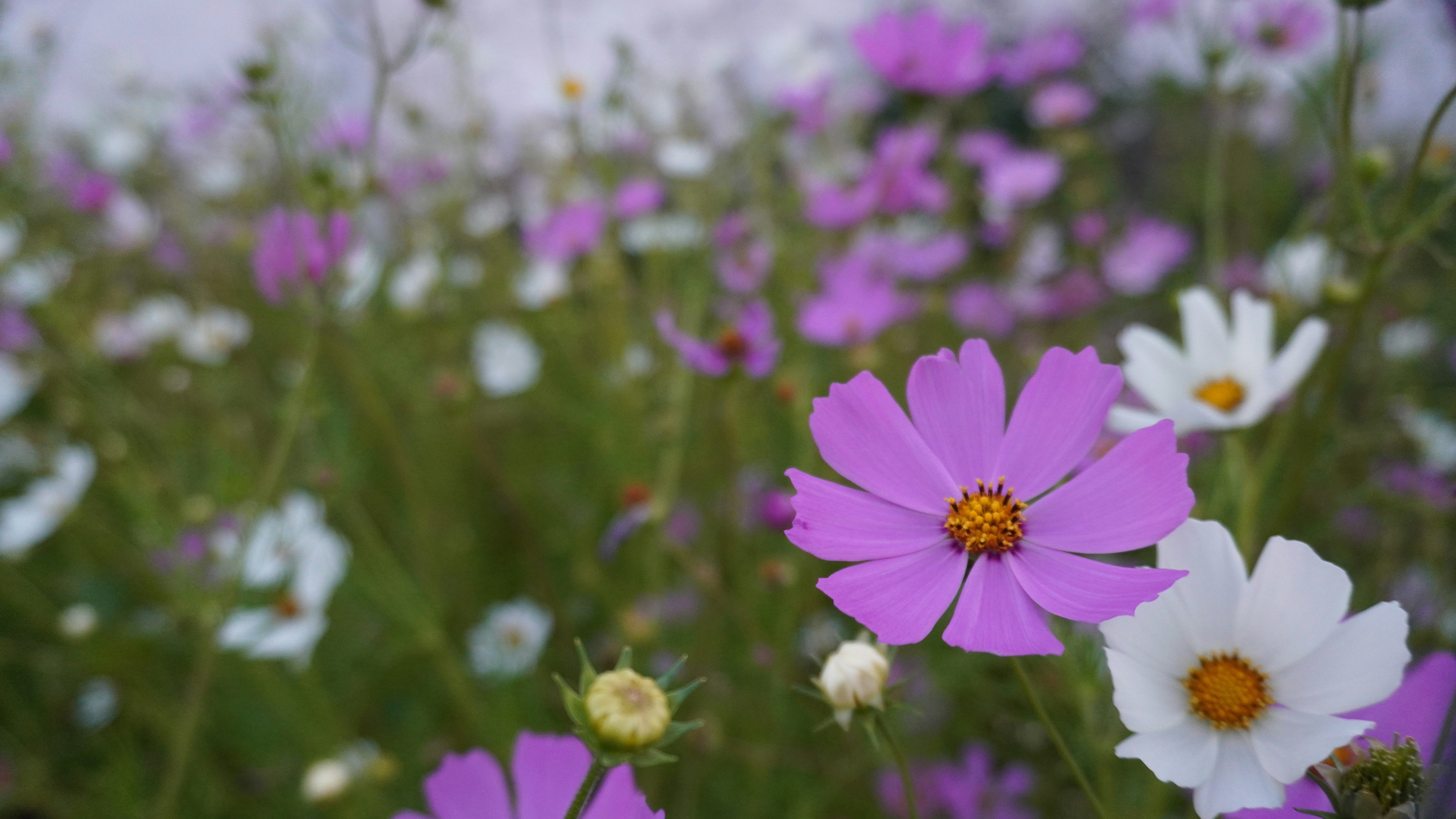 Aurora Bloom: A Field of Pink-Petaled Daisies in Soft Focus