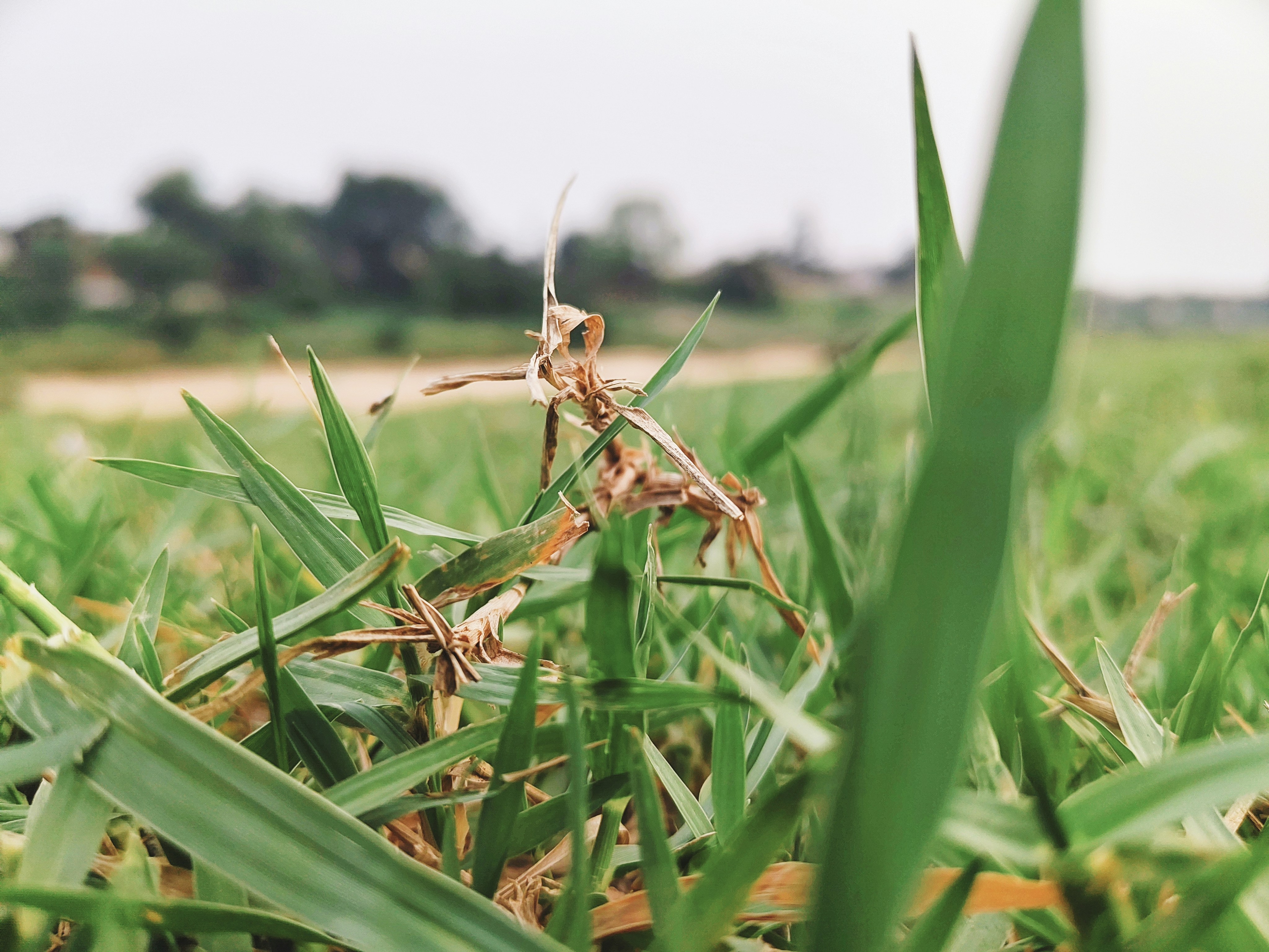 Crimson Wheat in Focus: A Macro View Beyond the Field Edge