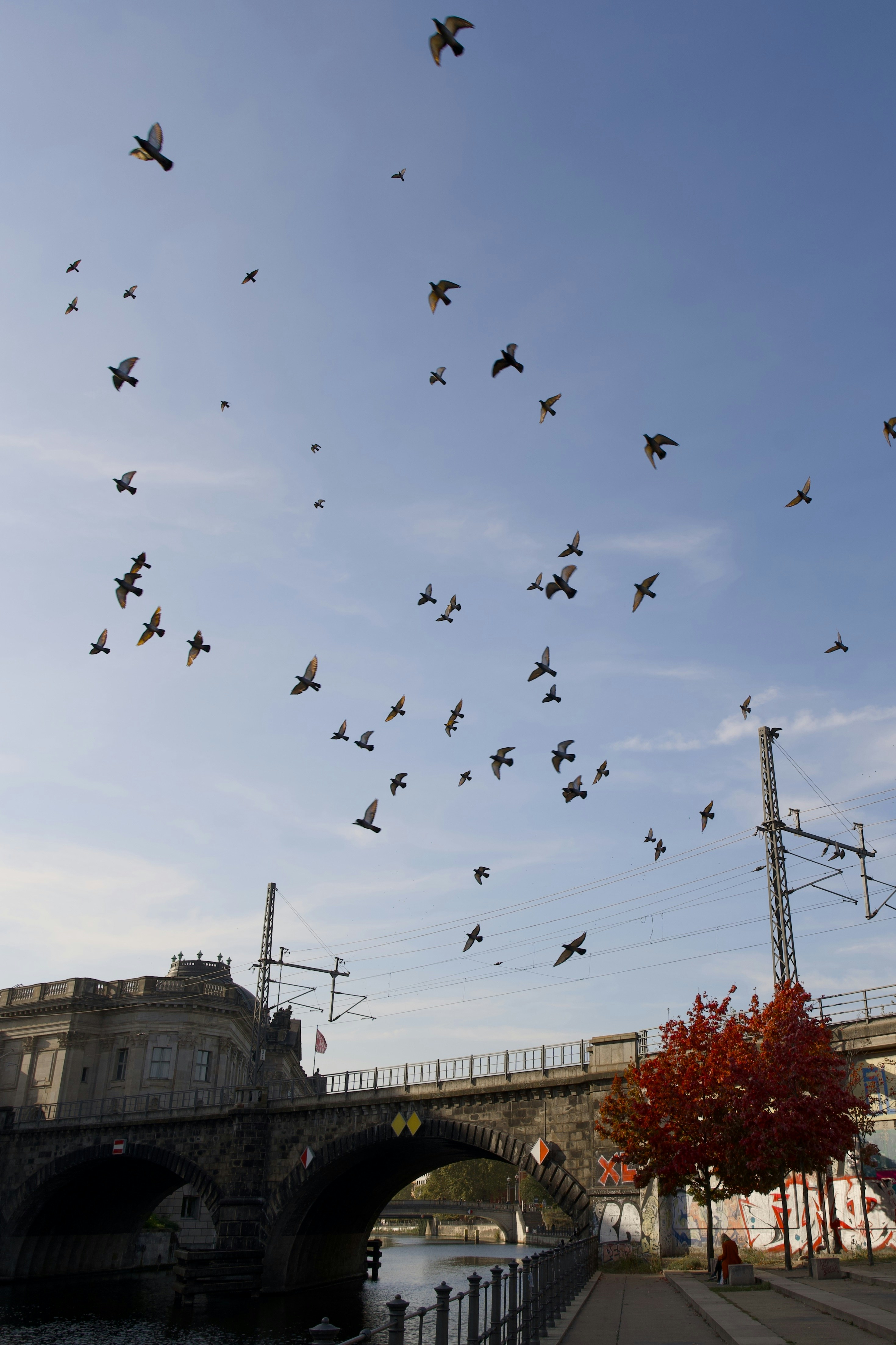 Birds sweep above a river, historic arches, and a red-leaved tree along a riverwalk; a cityscape with a bridge and tram lines below. Photograph captures motion and urban contrast.