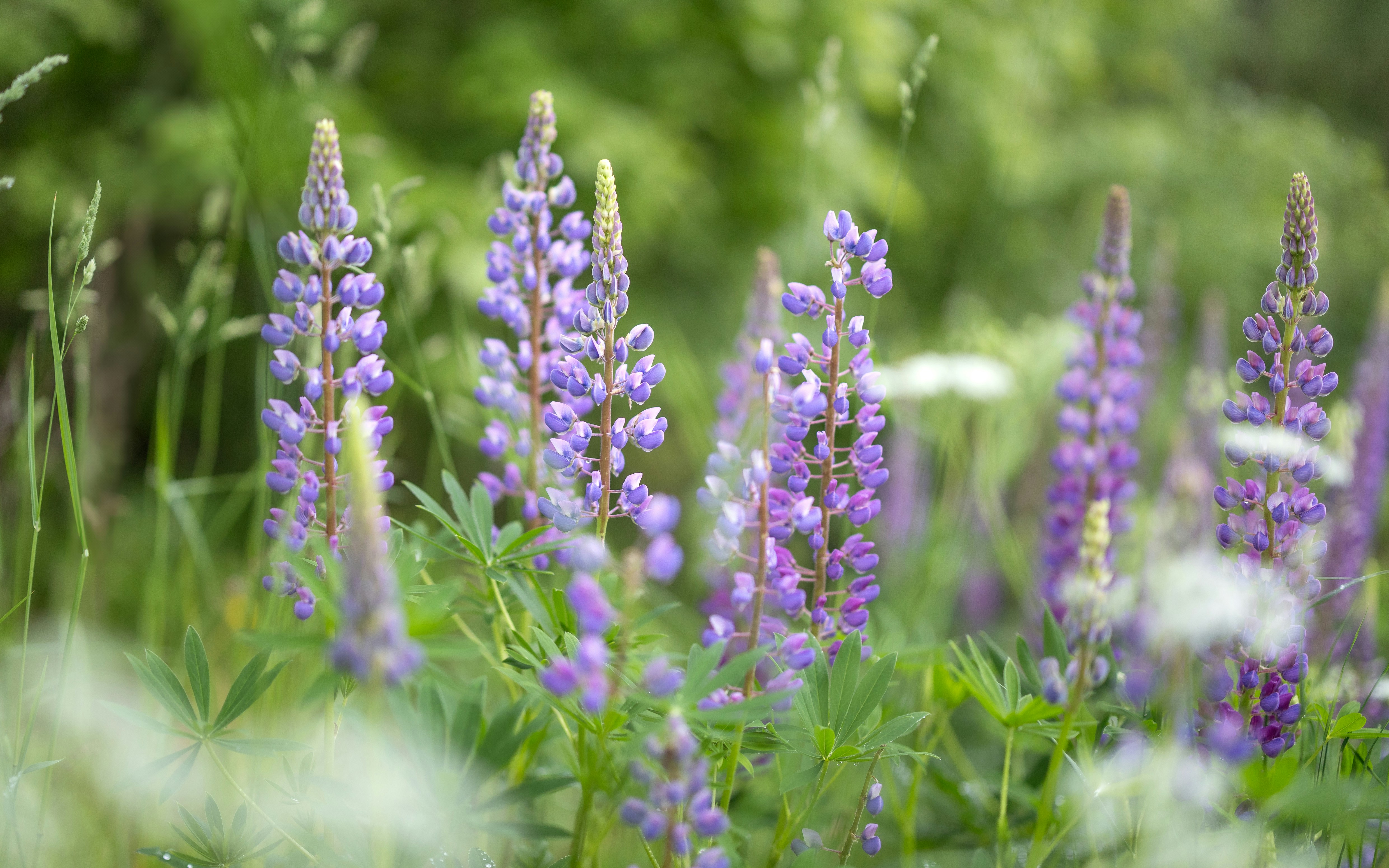 Lavender Spike Meadow in Soft Focus