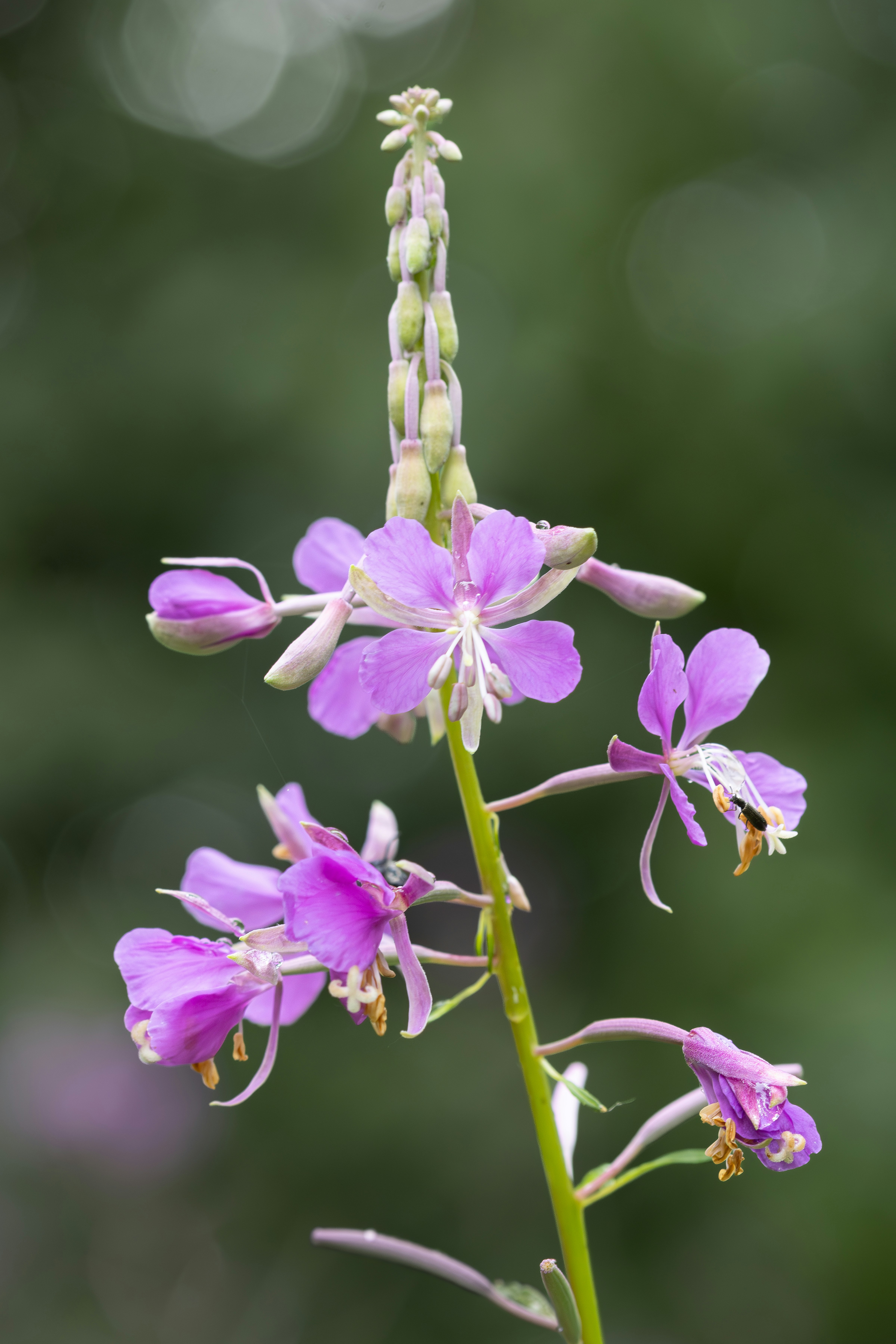 Lilac Spike: Close-up of Purple Blooms Against Blurred Green Backdrop