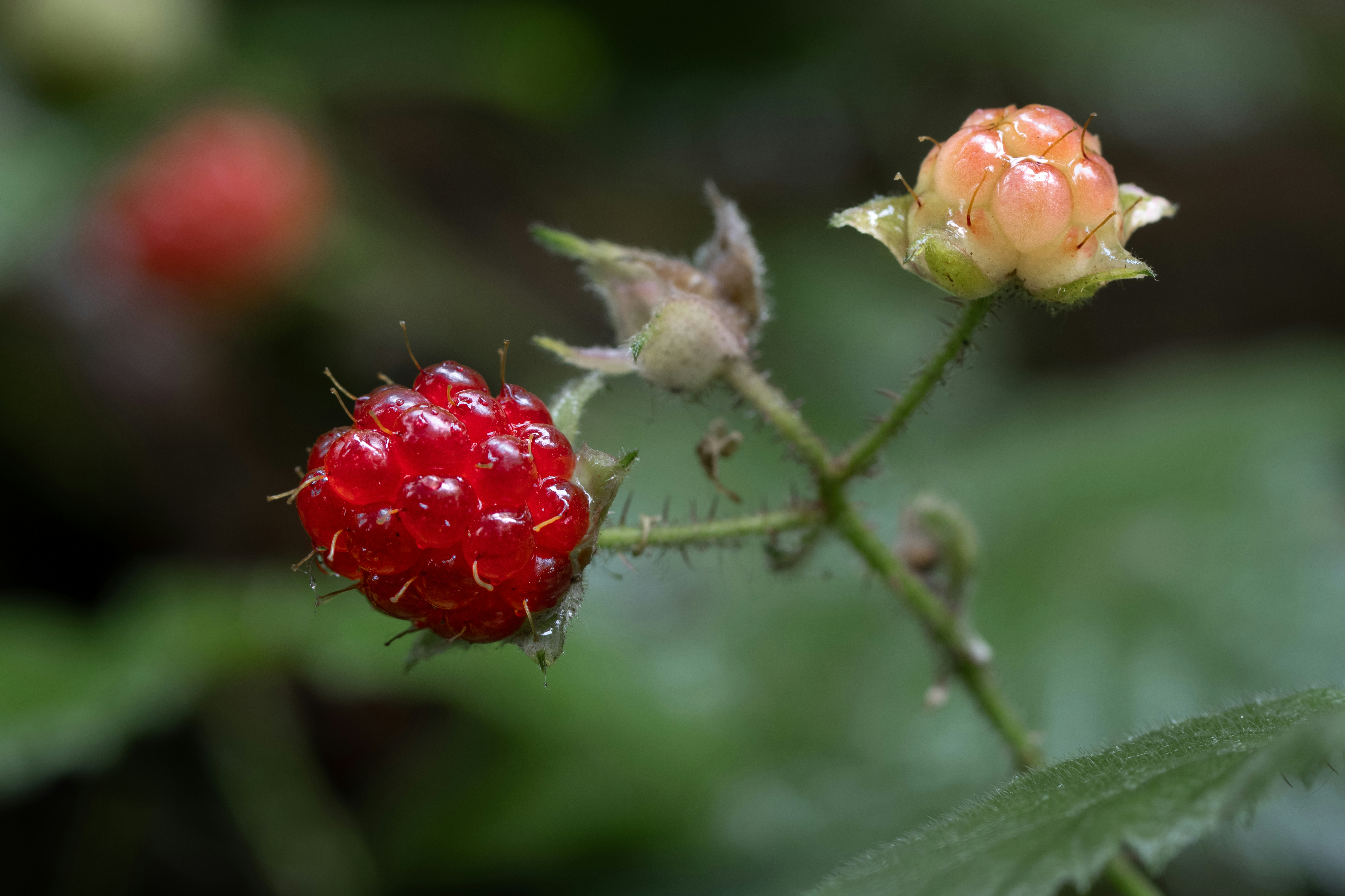 Red Raspberry in Focus: Close-Up Contrast on a Fragile Bloom