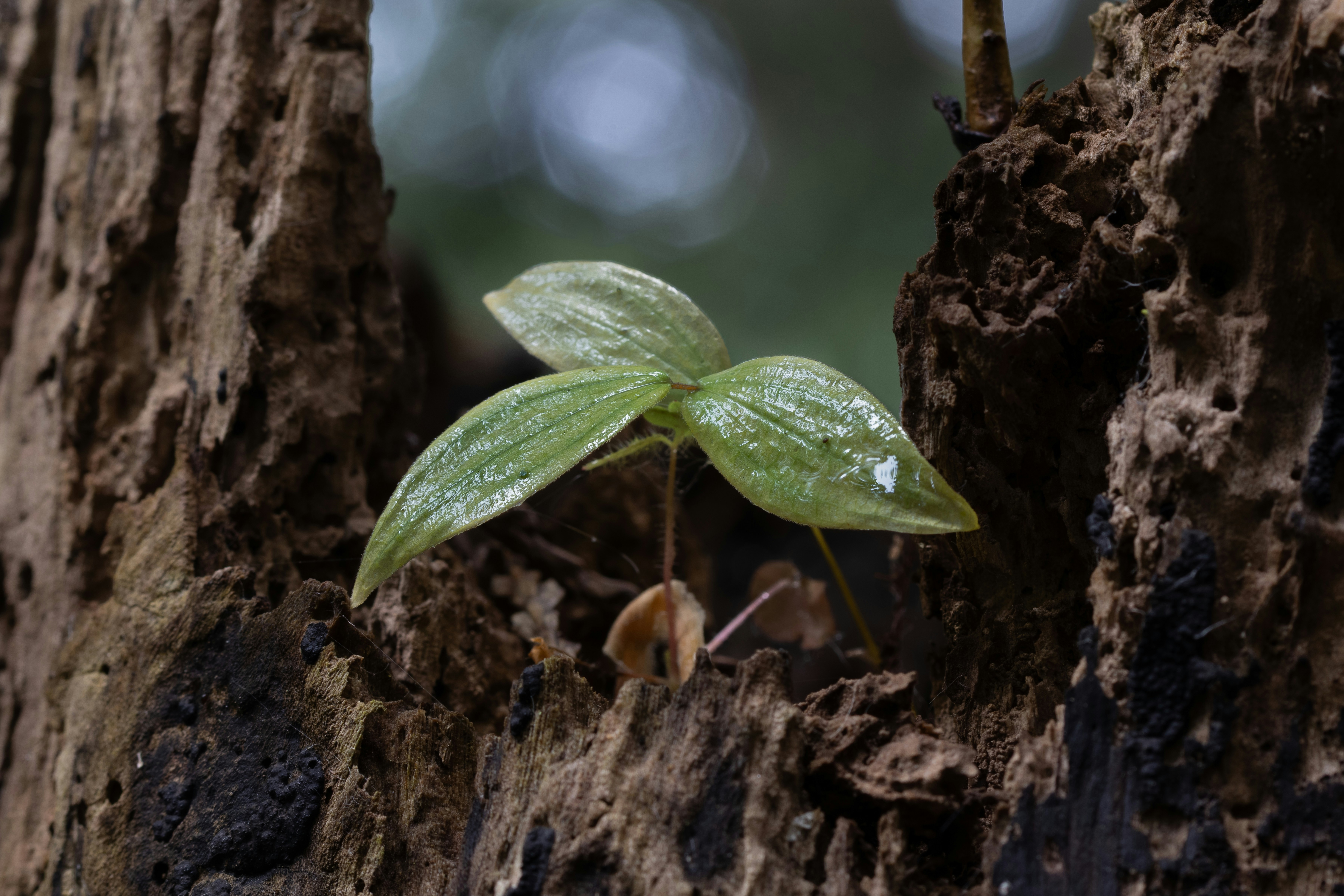 New Green Emergence Between Charred Bark