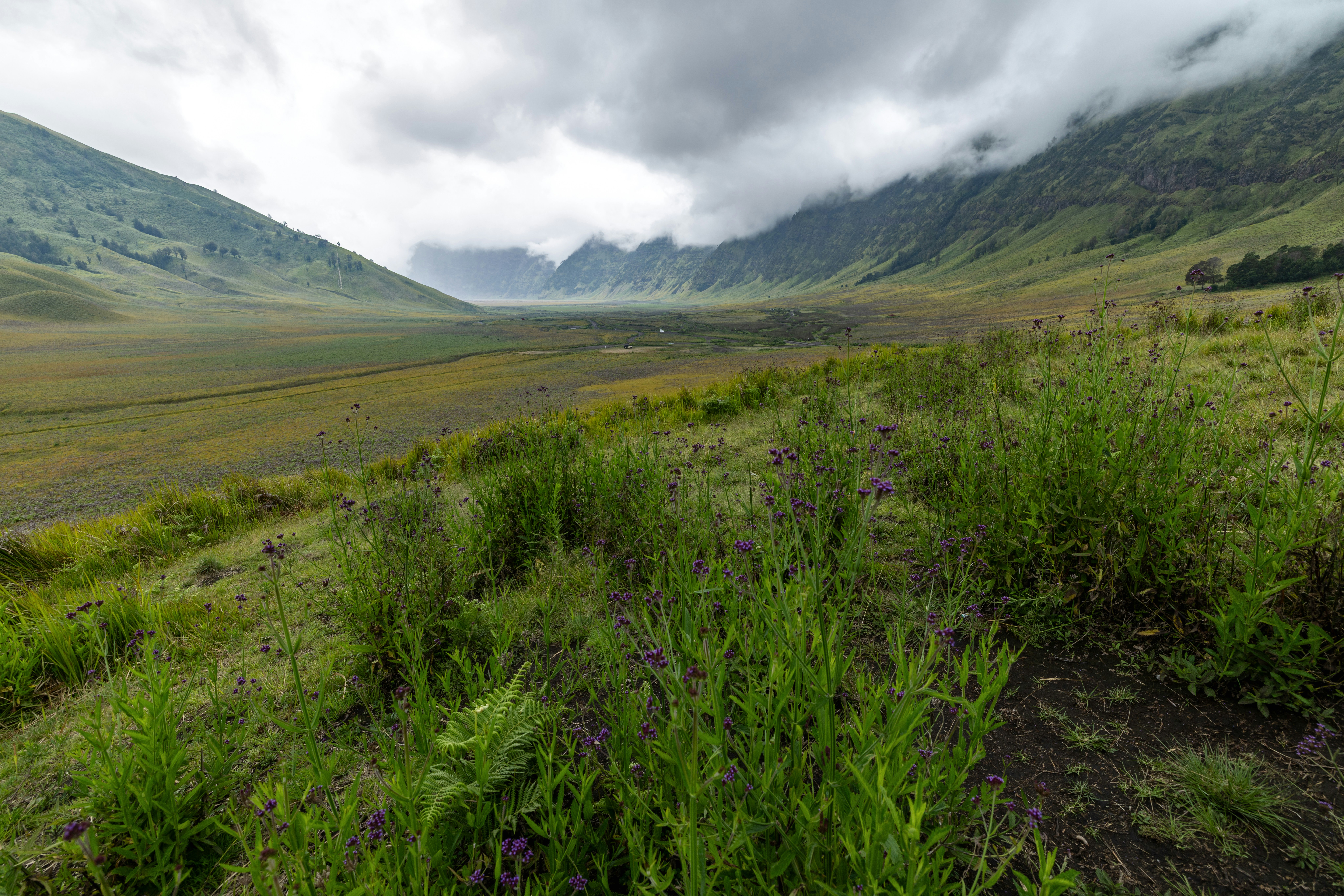 Verdant valley fold: wildflowers at the foothill edge beneath brooding mountains