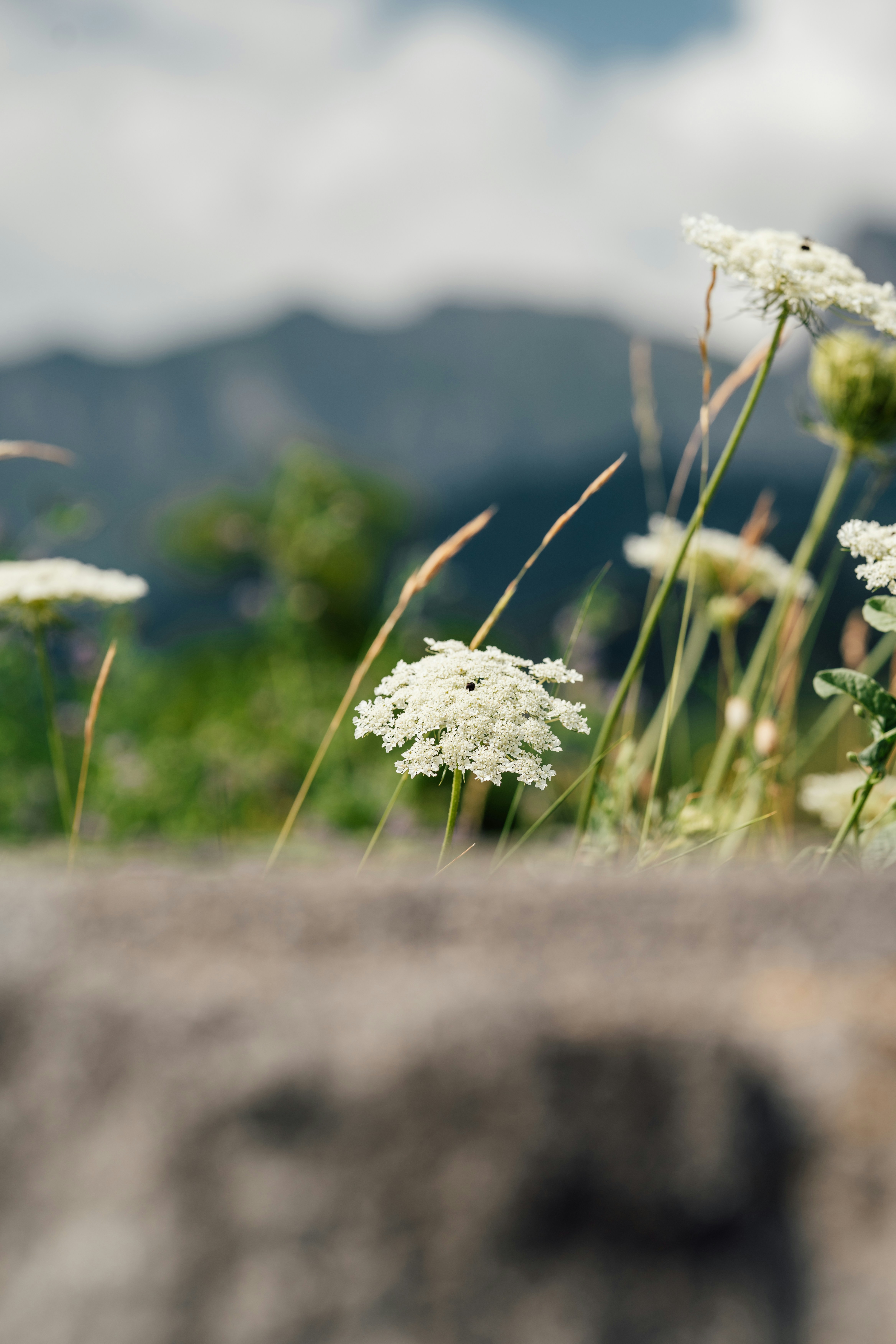 White Queen of the Meadow: A Fragile Bloom Against a Distant Ridge