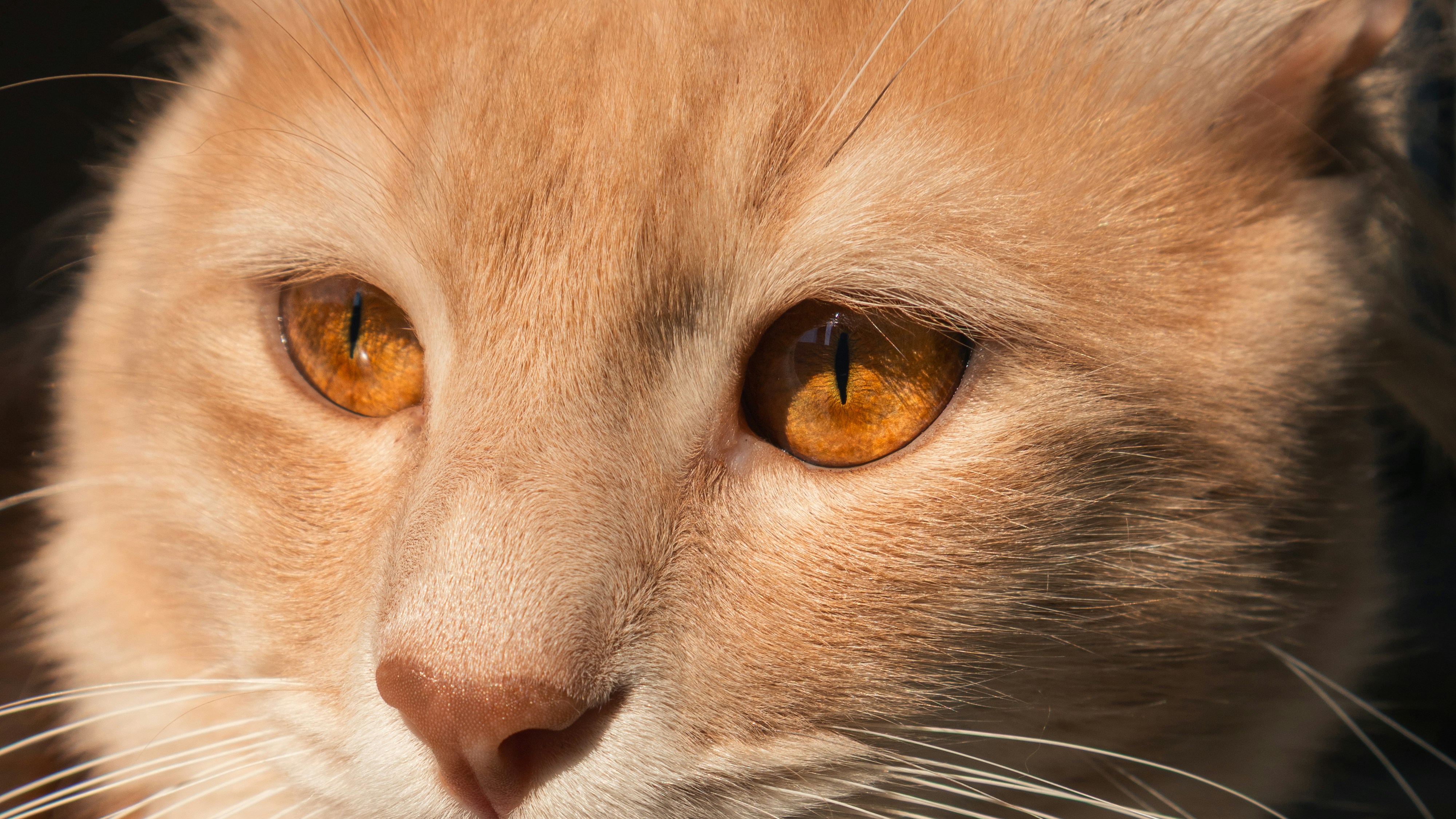 Close-up of a ginger cat's face with amber eyes catching warm sunlight, highlighting fur texture and whiskers. A photographic portrait focusing on the subject's eyes.
