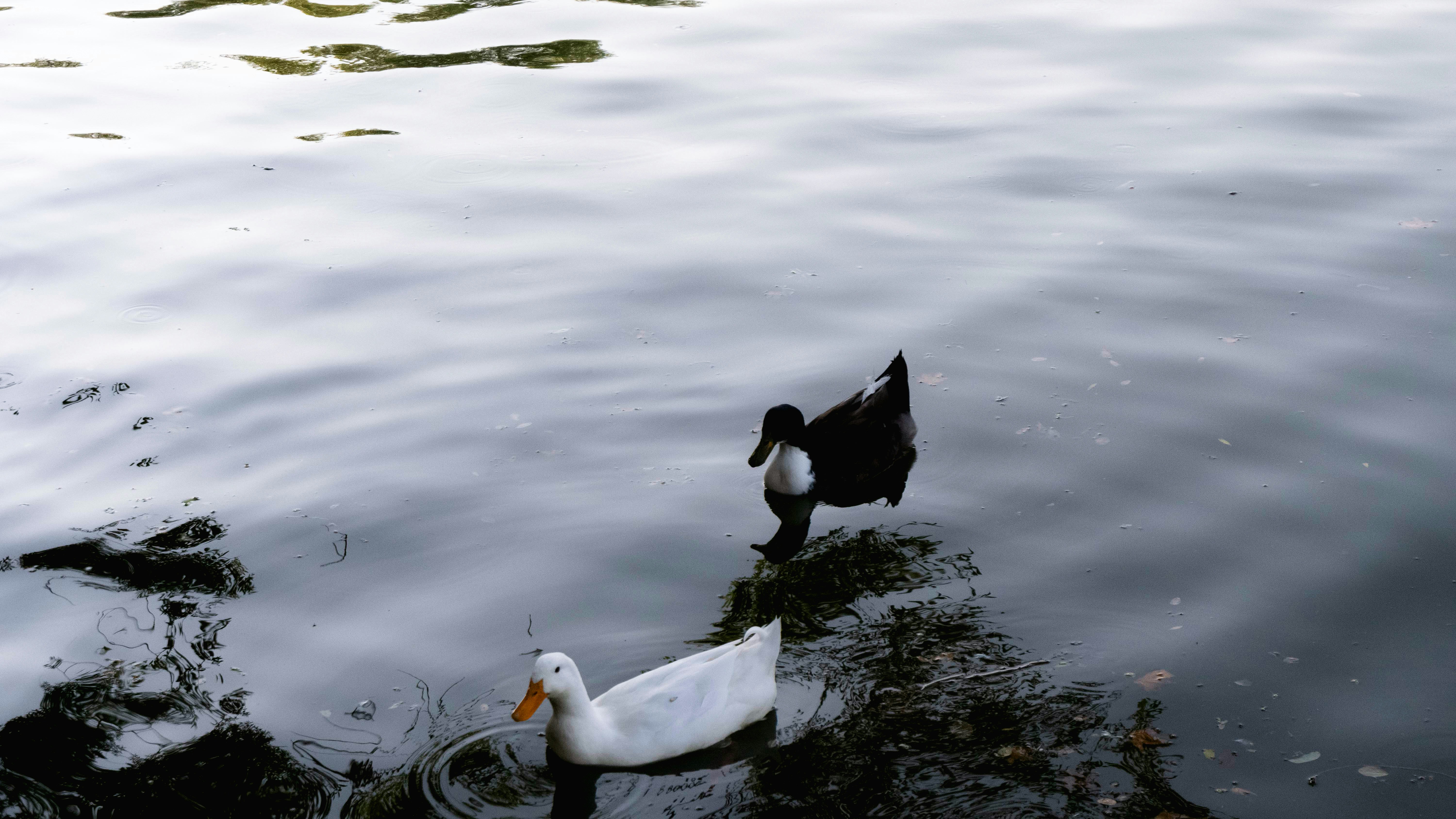 Duo of Waterfowl in Quiet Confluence