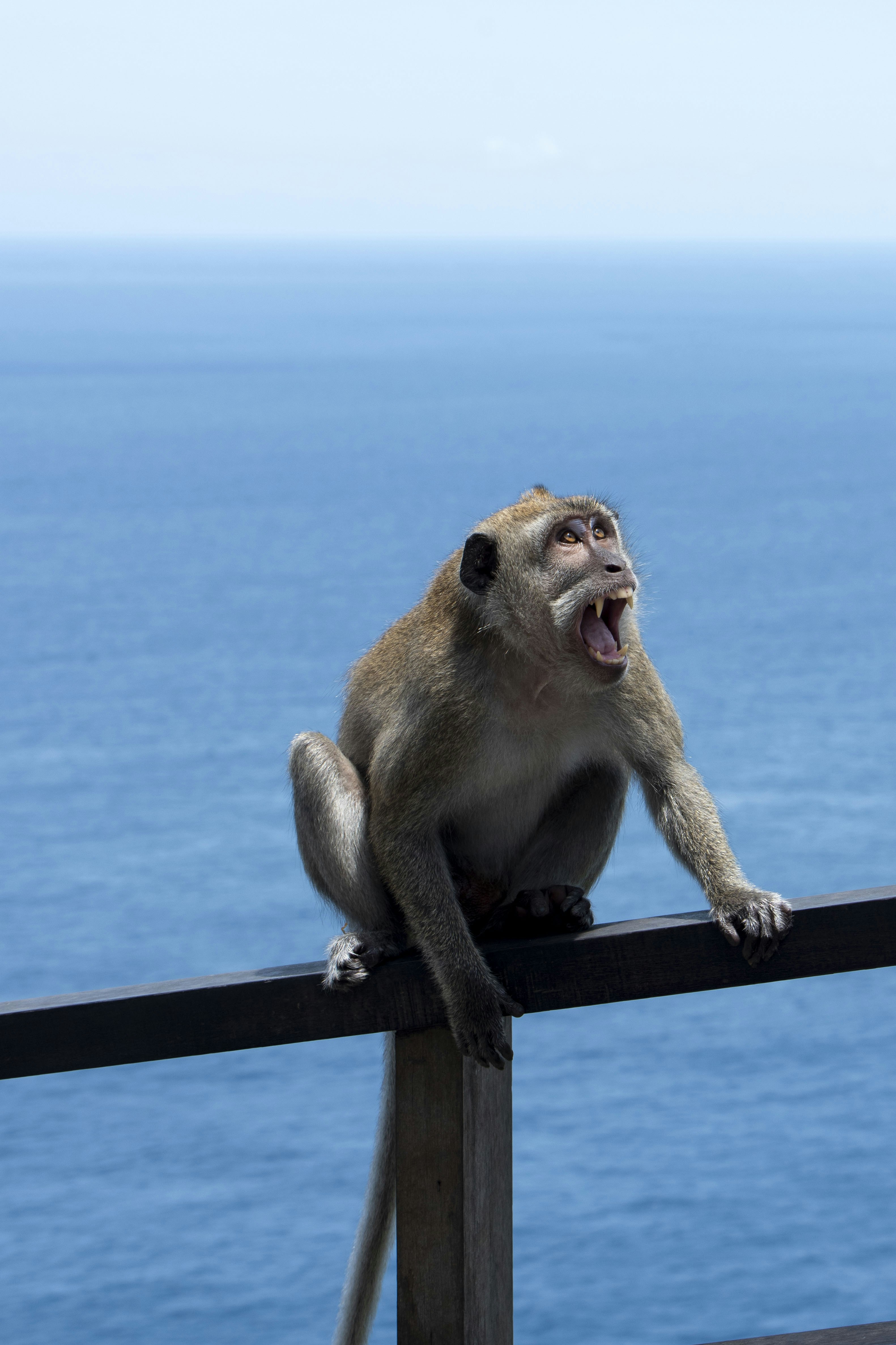 Seabonded Gaze: A Curious Monkey Perched Over the Ocean Edge