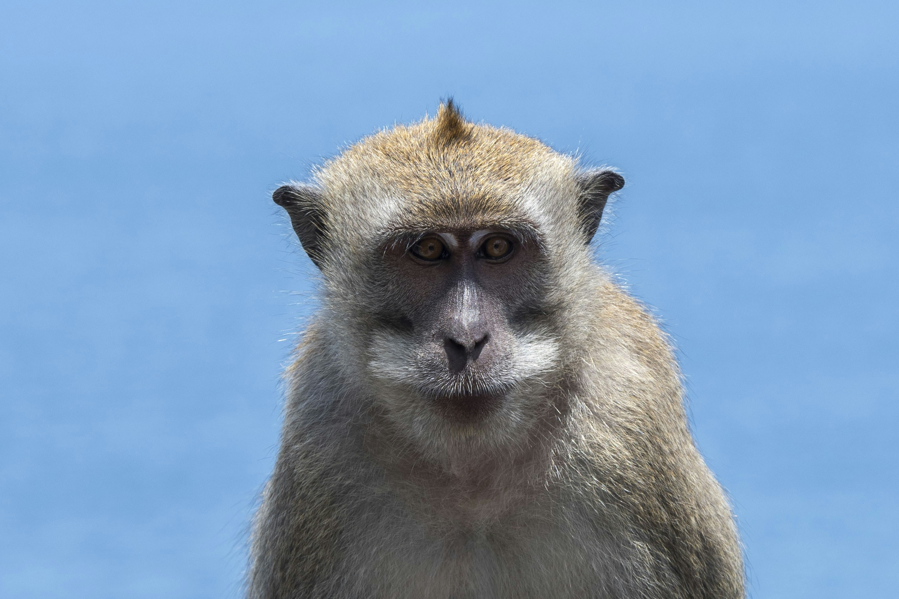 Close-Up of a Curious Vervet: Focused Gaze Against Azure Waters
