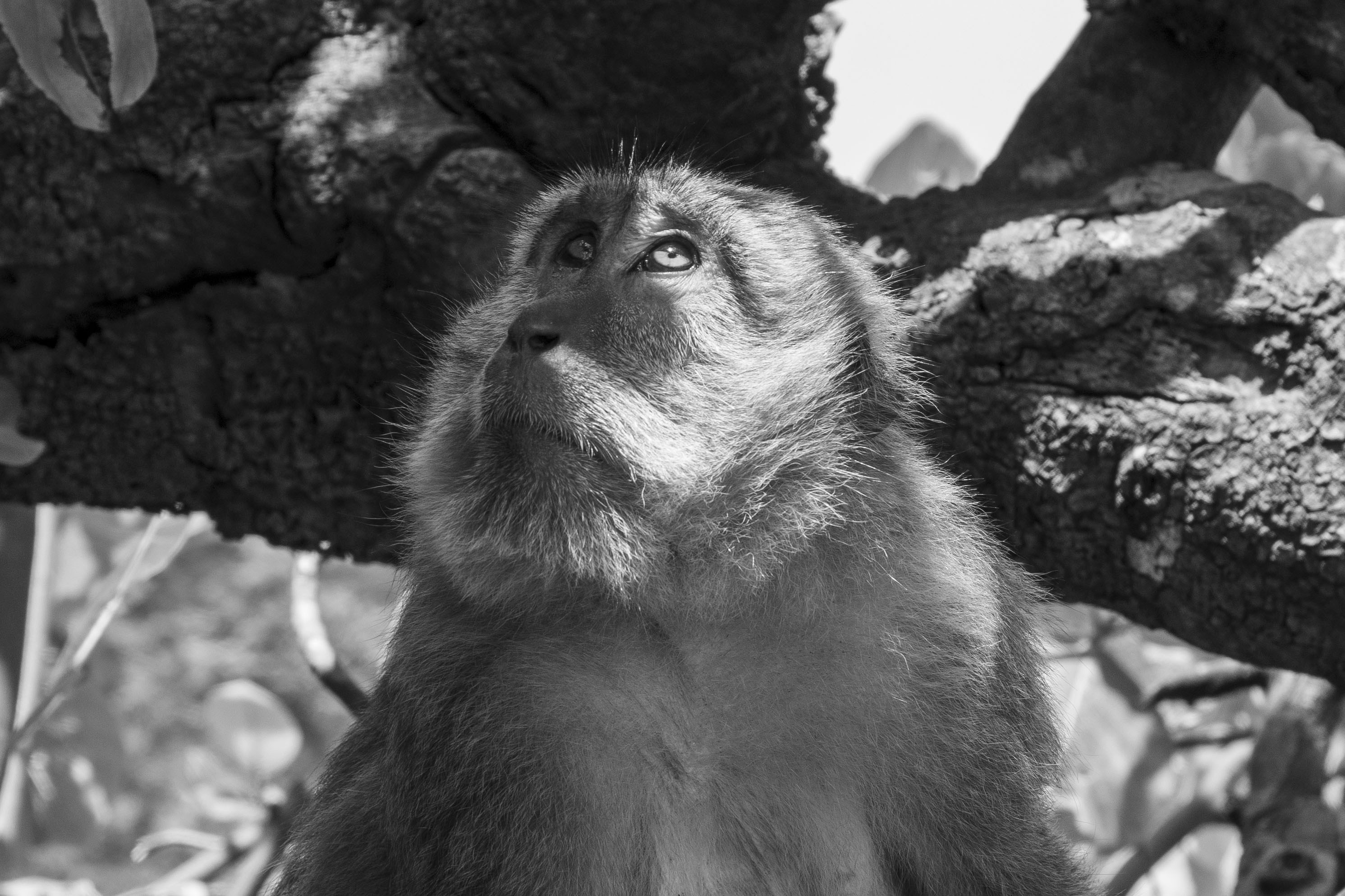 Pondering Gaze: A Monkey Lifts Its Look Toward the Sky