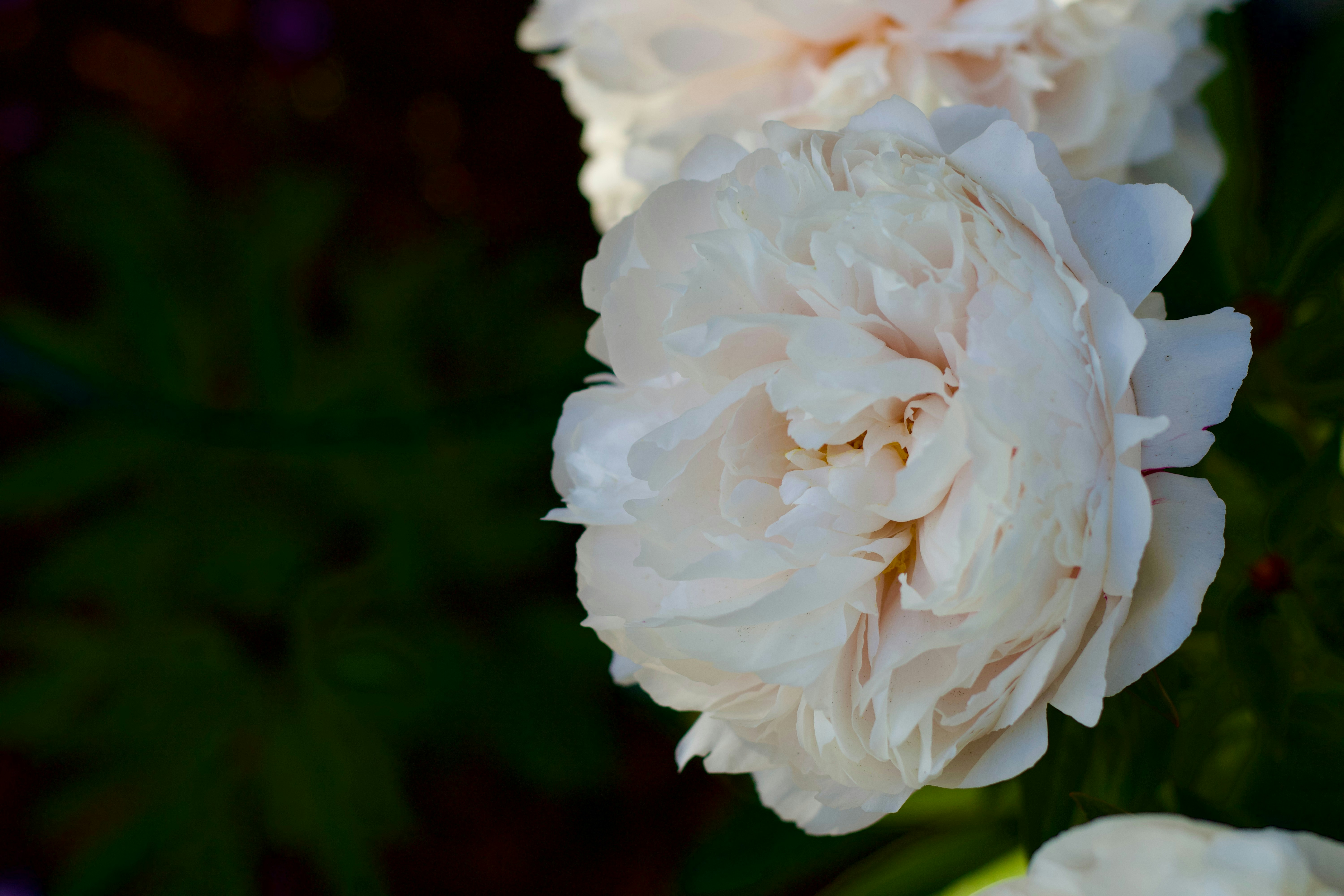 Soft Petal Spotlight: A Creamy Bloom Framed by Deep Green