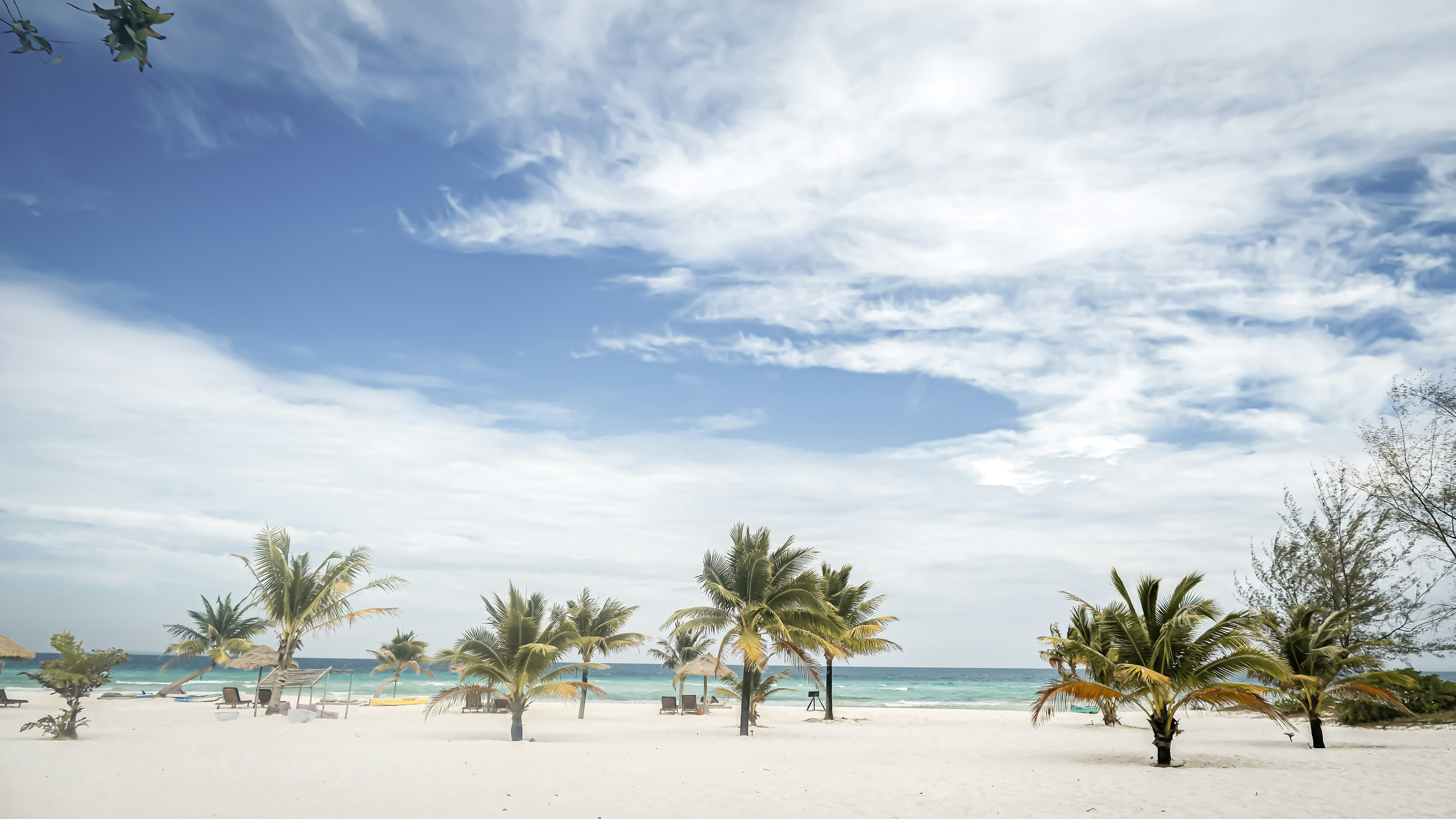 Palm-Row Edge: A Quiet Caribbean Beach at Midday